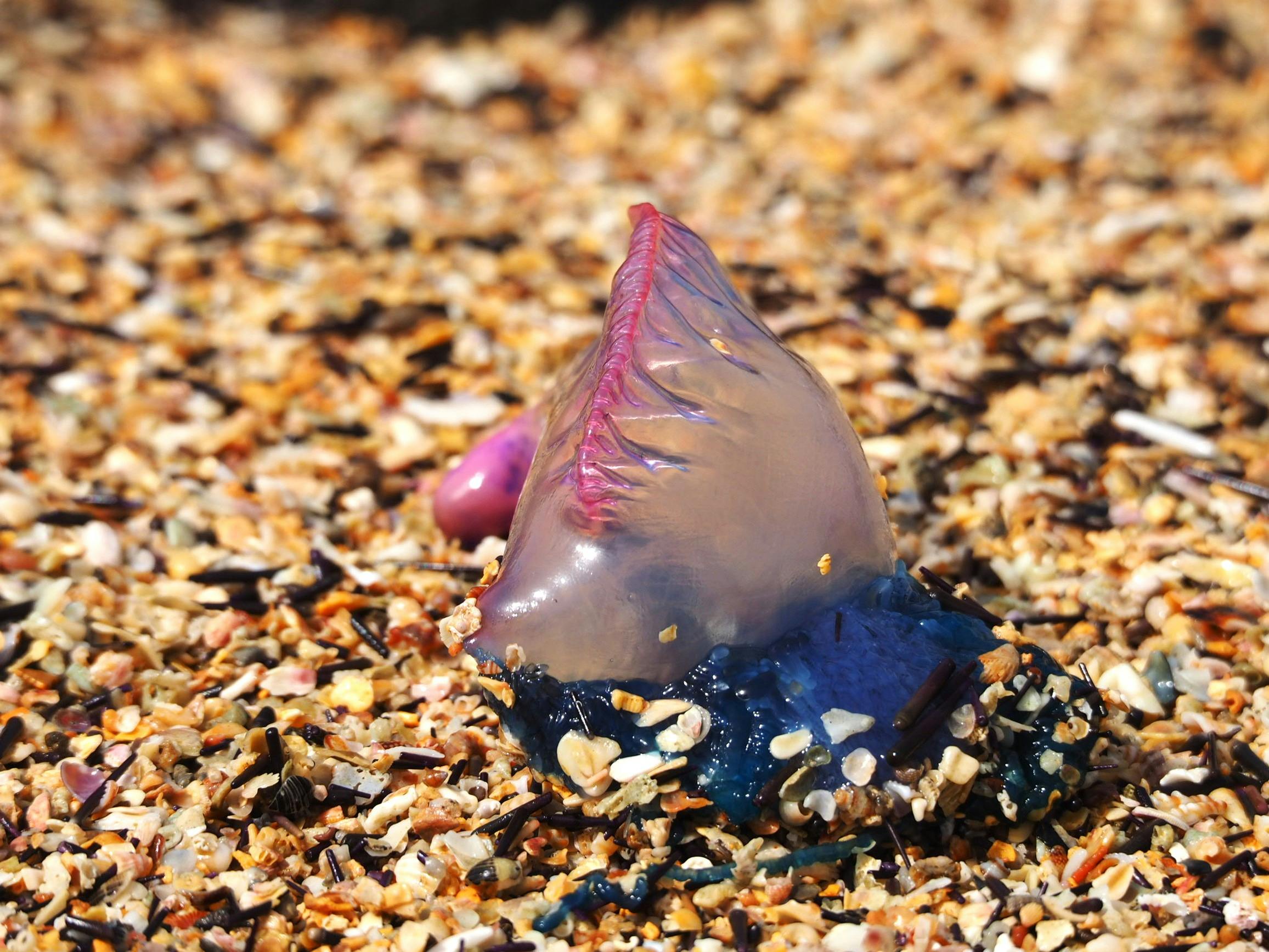 Sea Animal on Ground · Free Stock Photo