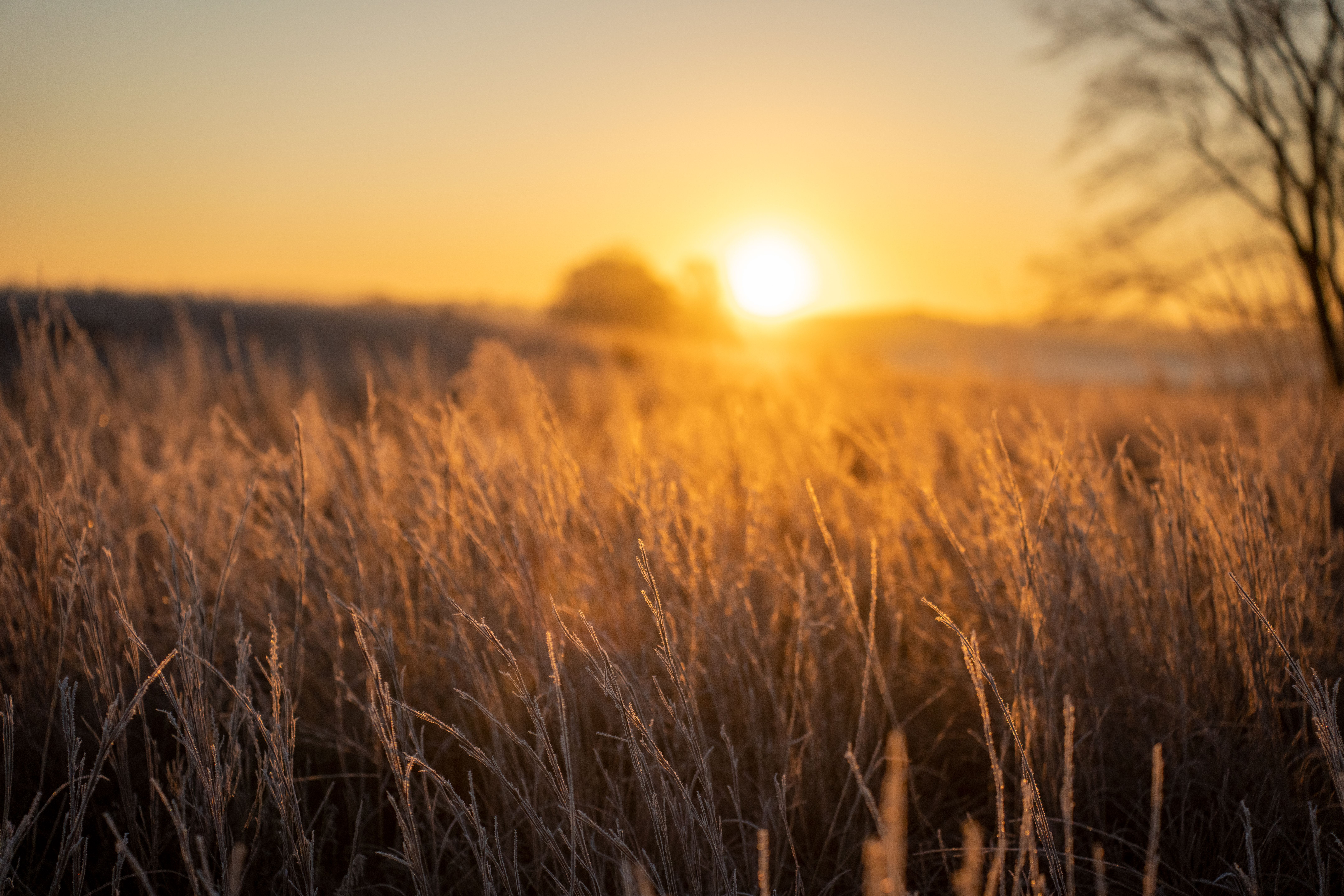 A Field at Sunset · Free Stock Photo