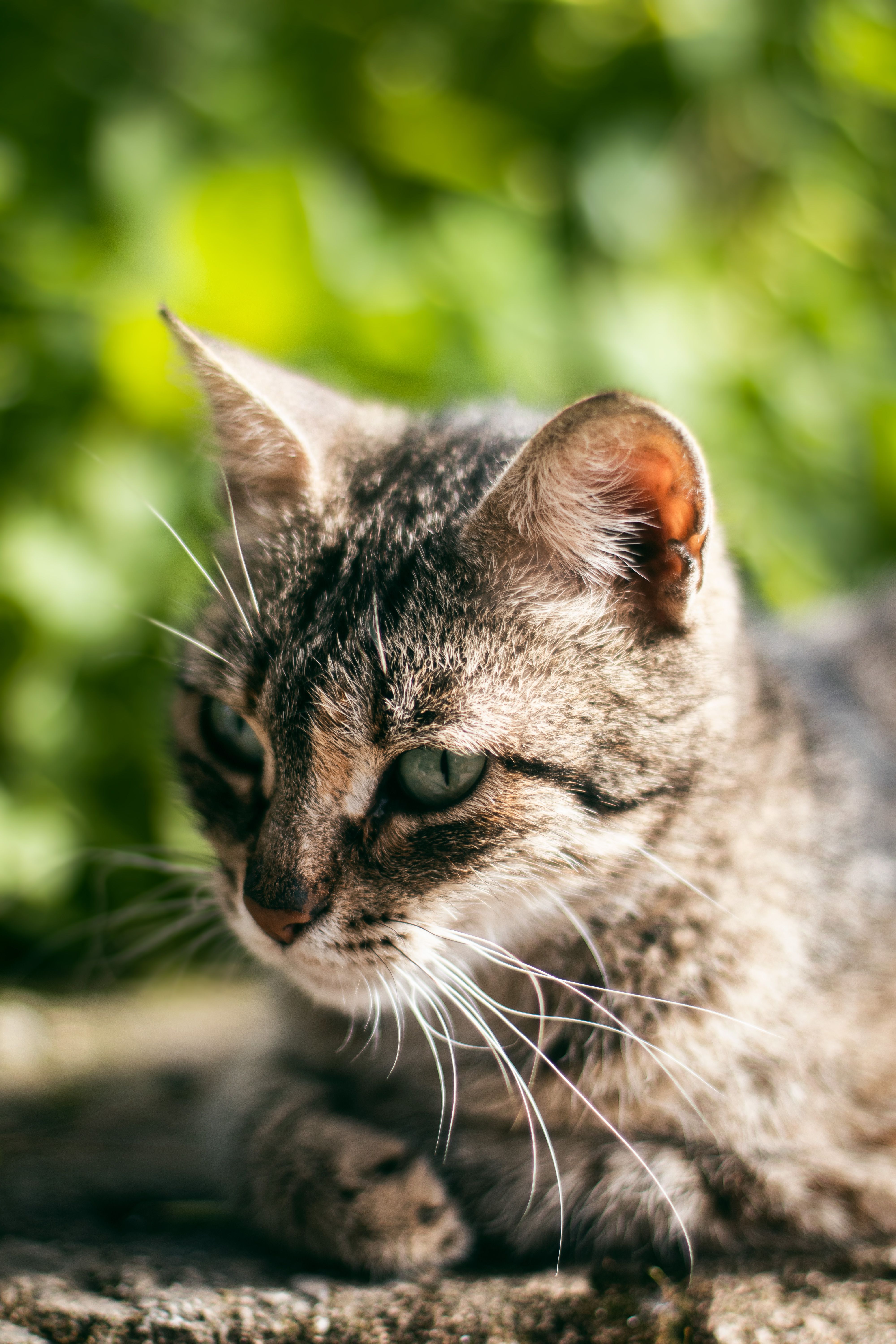 cute cat · Free Stock Photo