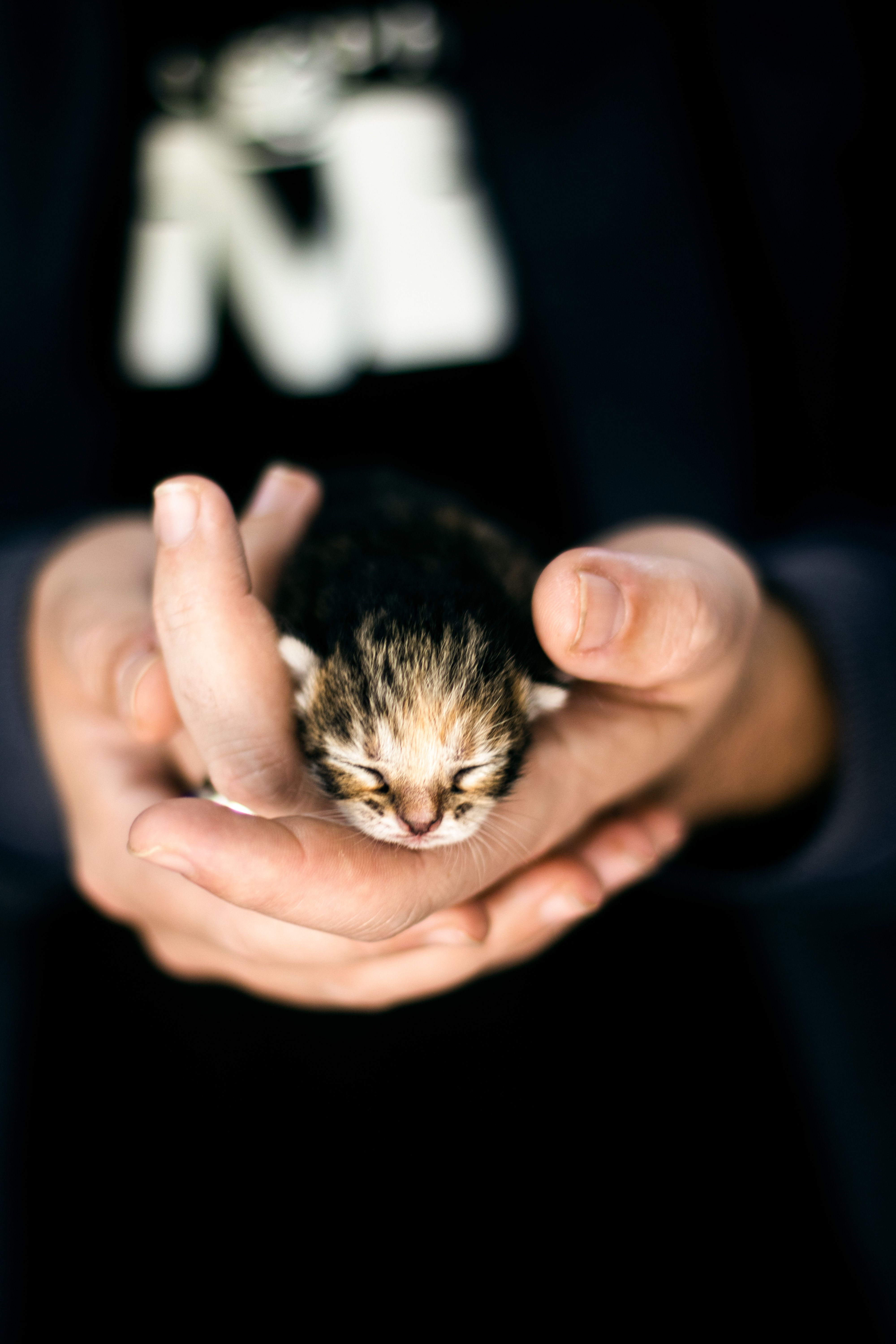 Close-up of a Person Holding a Tiny Kitten in Their Hands · Free Stock ...