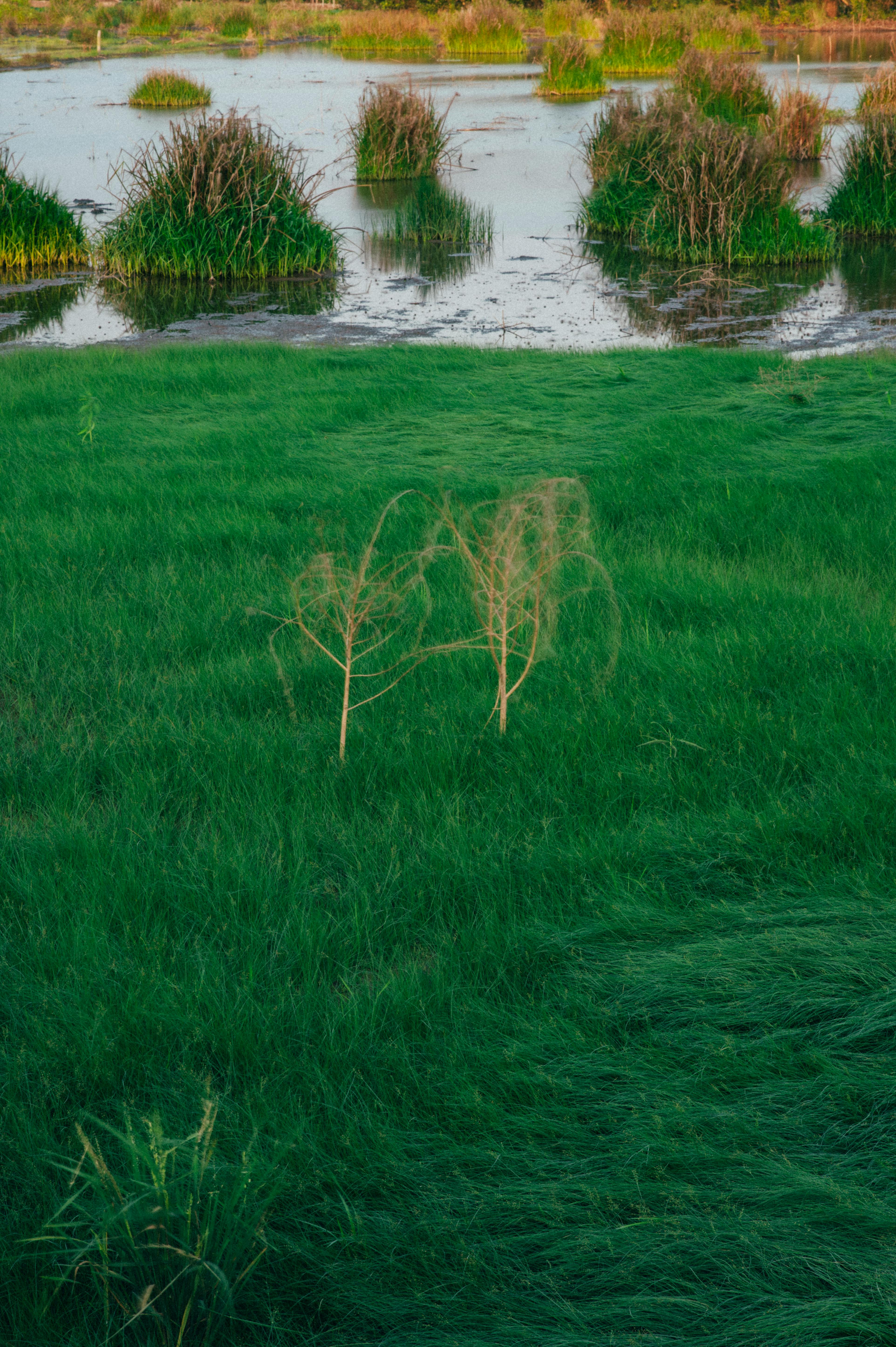 Plants Without Leaves on Grassland · Free Stock Photo