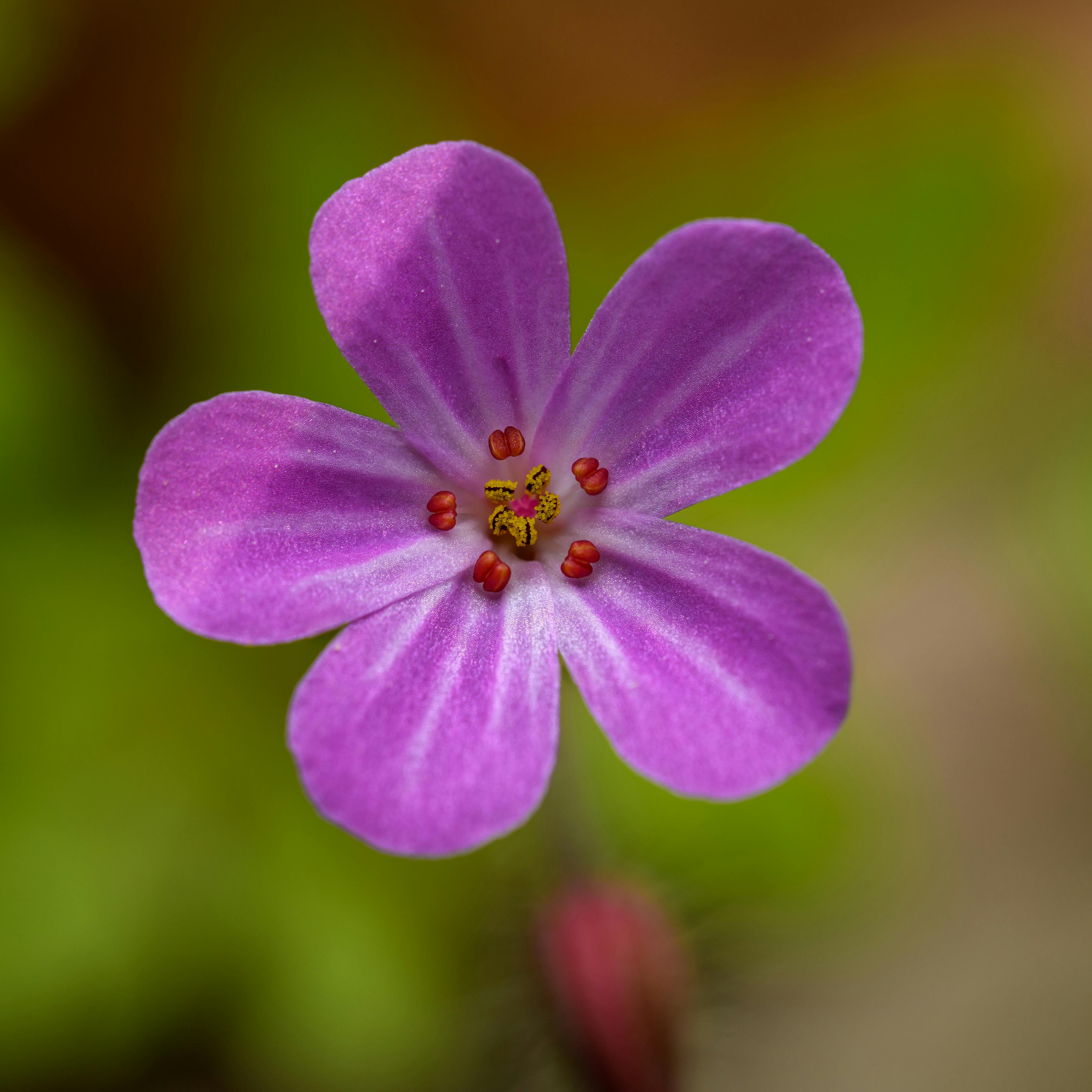 Herb Robert Flower Photos, Download The BEST Free Herb Robert Flower ...