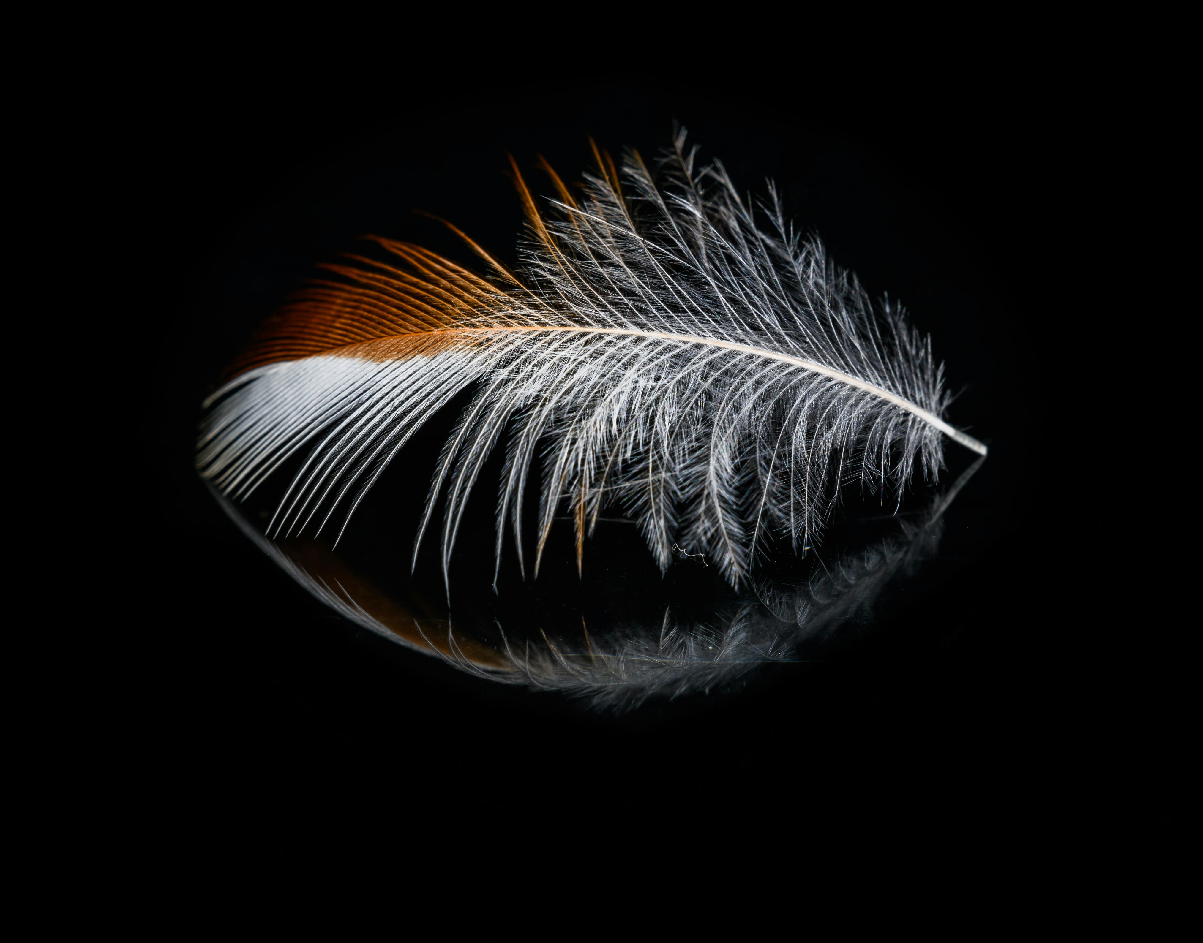 White, Thin Feather · Free Stock Photo
