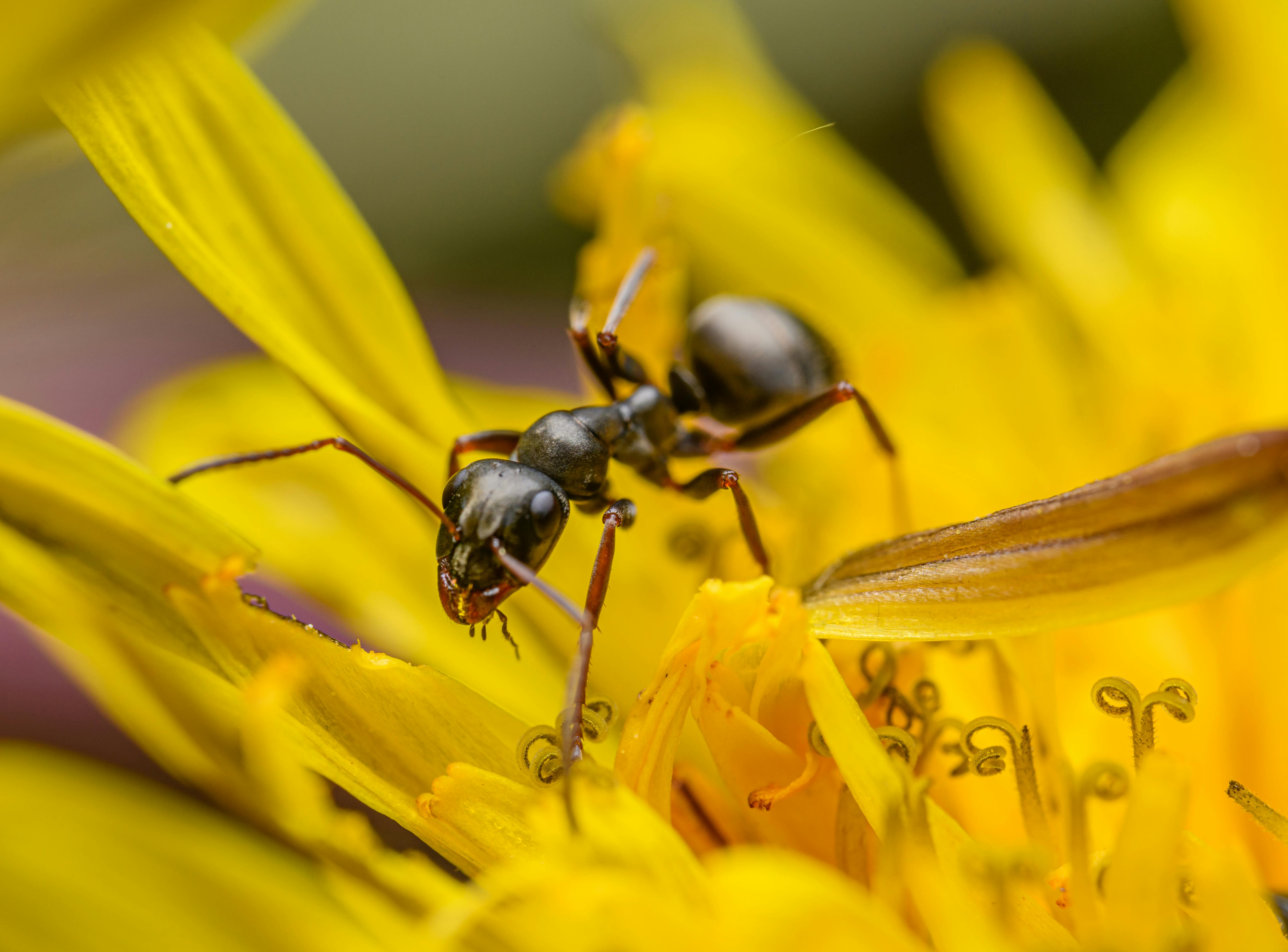 Extreme Close-up of an Ant Sitting on a Yellow Flower · Free Stock Photo