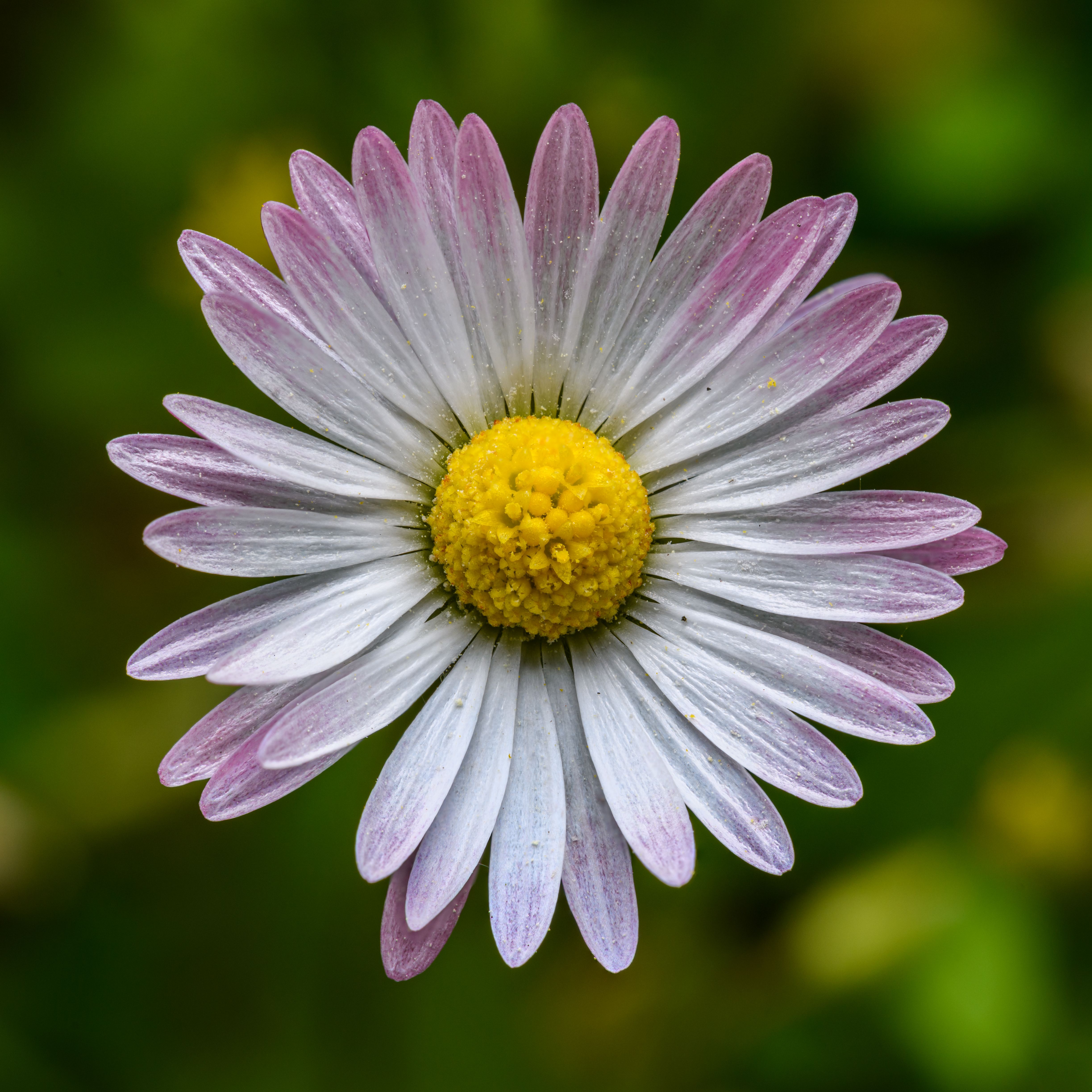 Close up of a Common Daisy · Free Stock Photo