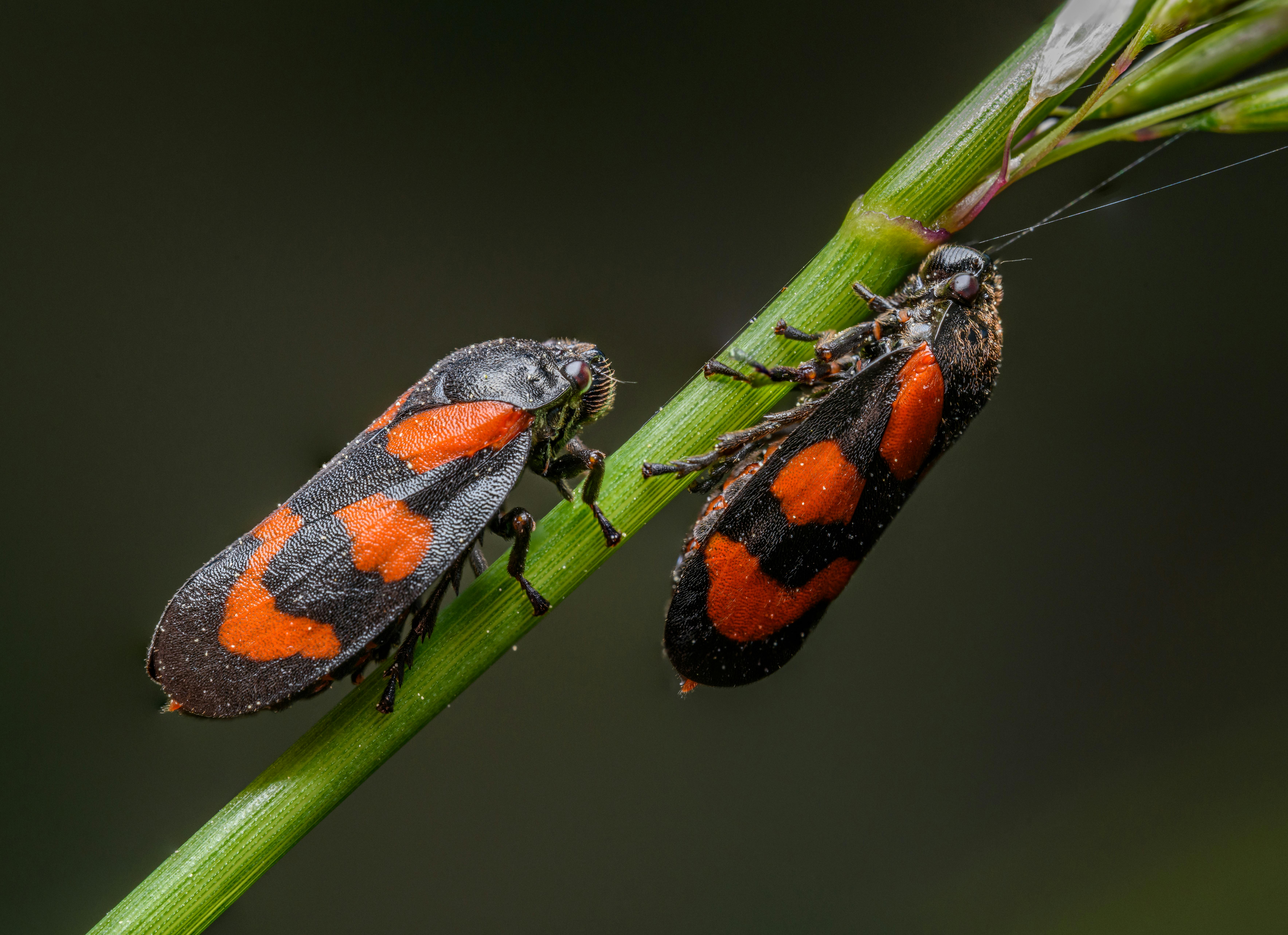 Close up of Two Insects · Free Stock Photo