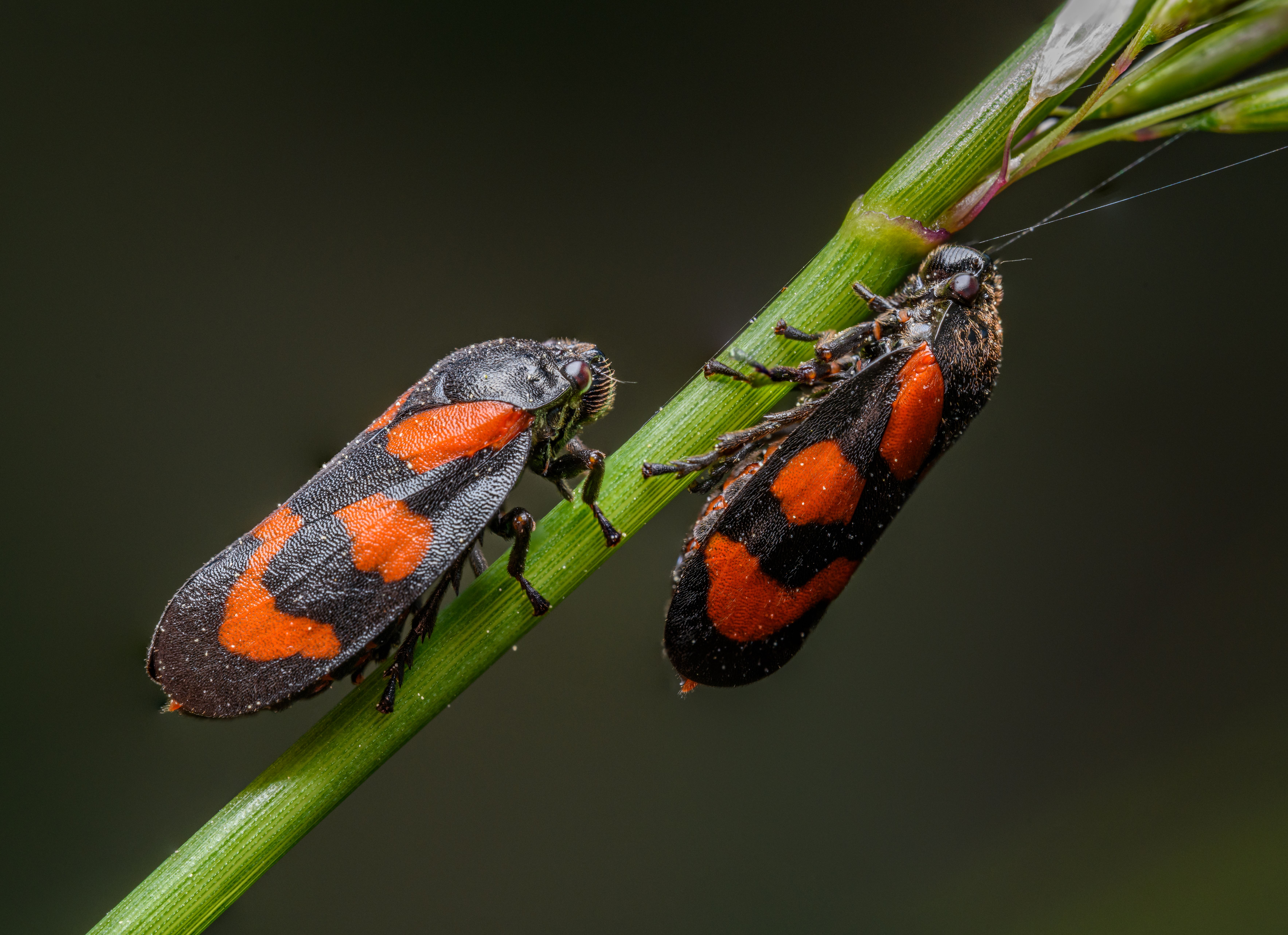 20 000+ Insectes Nuisibles banque d’images et photos libres de droit ...