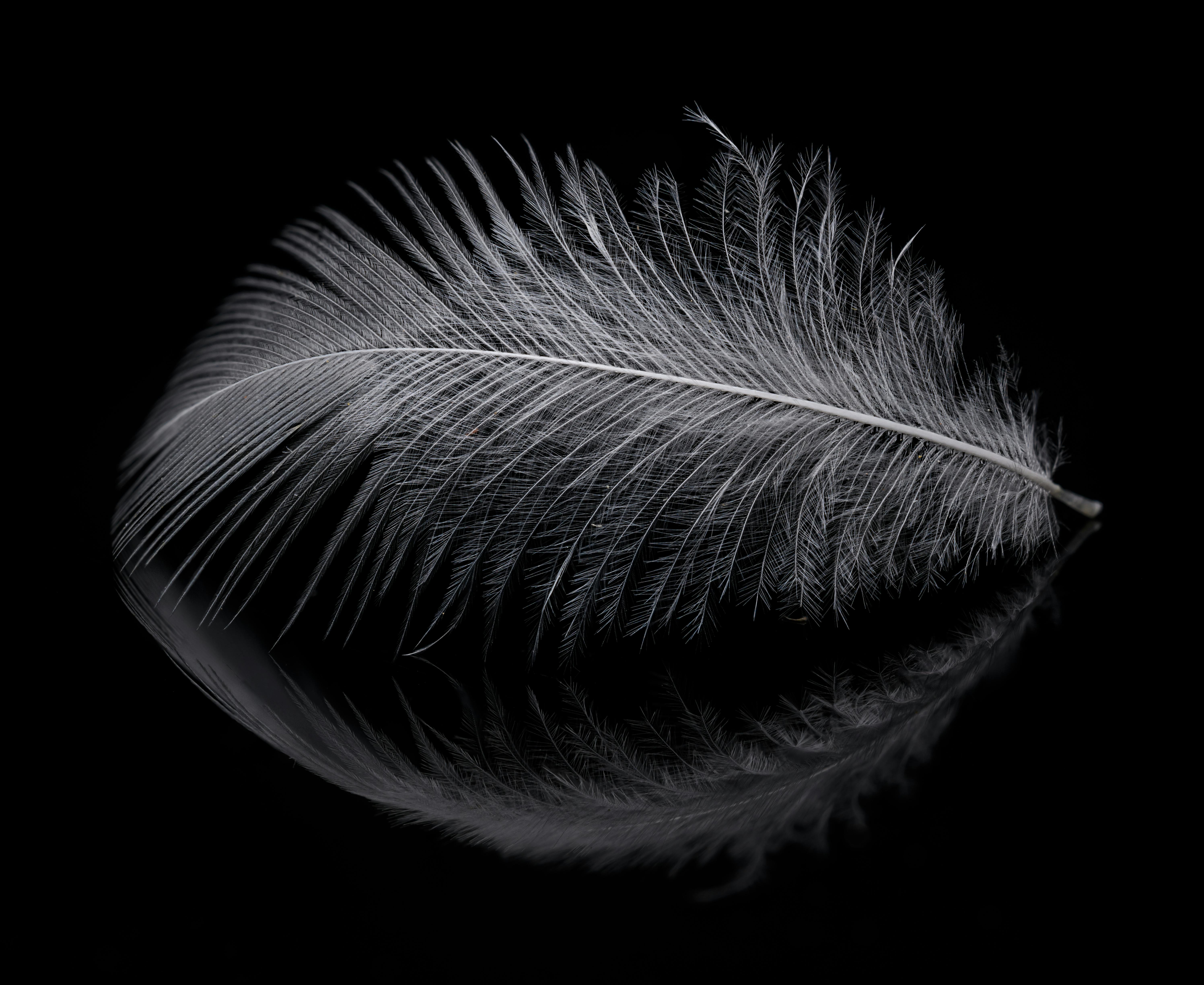 Thin Feather in Black and White · Free Stock Photo