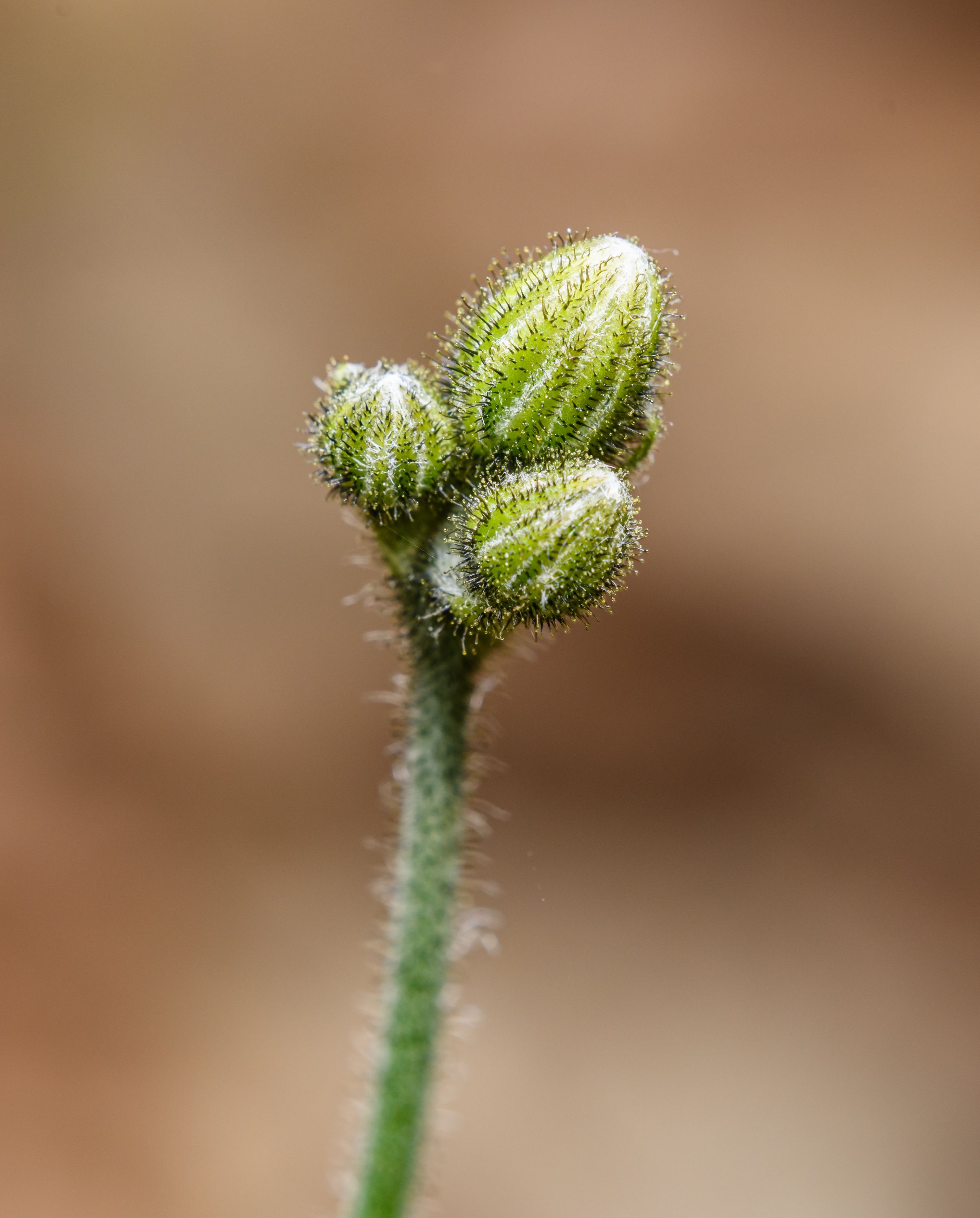 Green Flower in Nature · Free Stock Photo