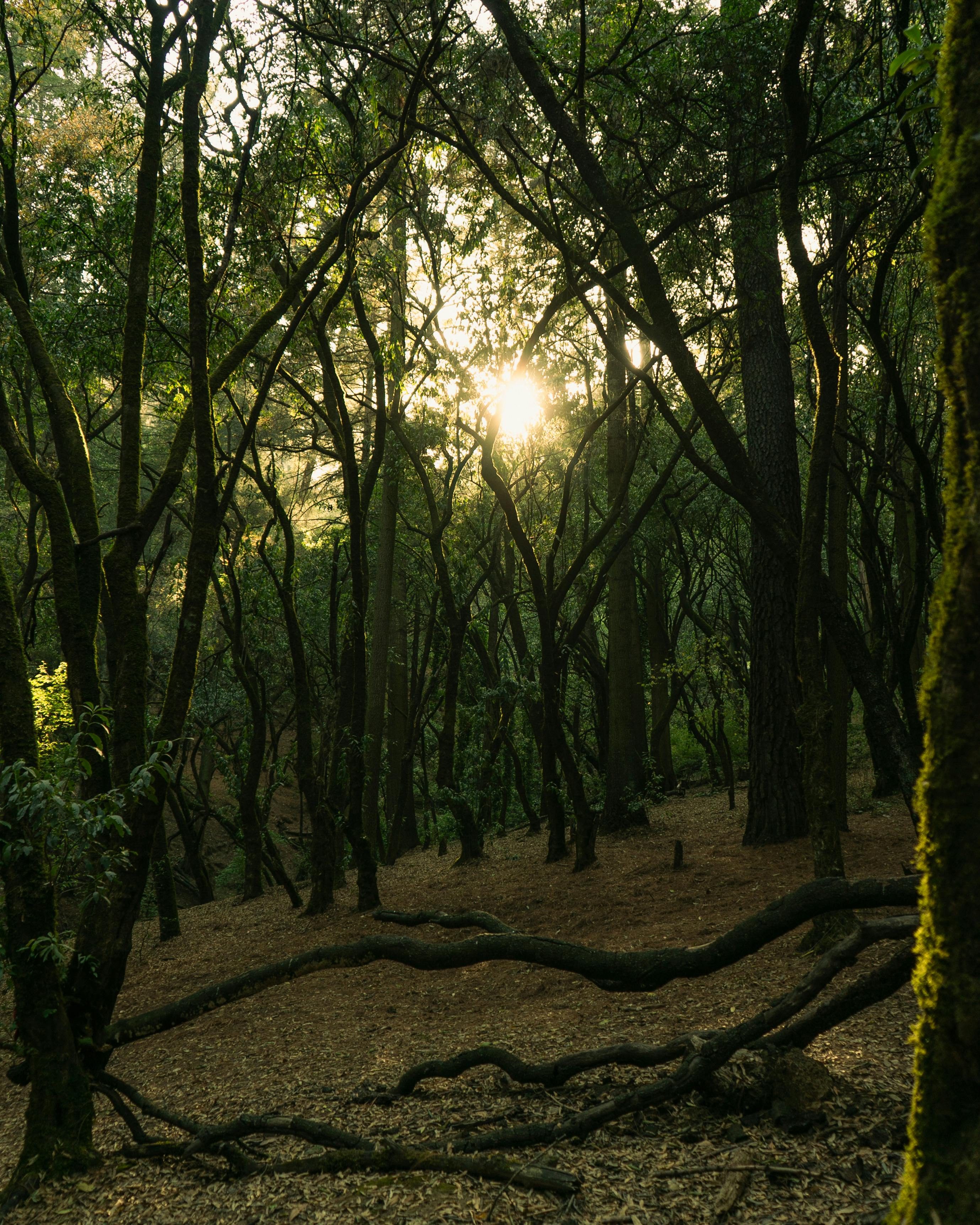 Photo of Trees During Daytime · Free Stock Photo