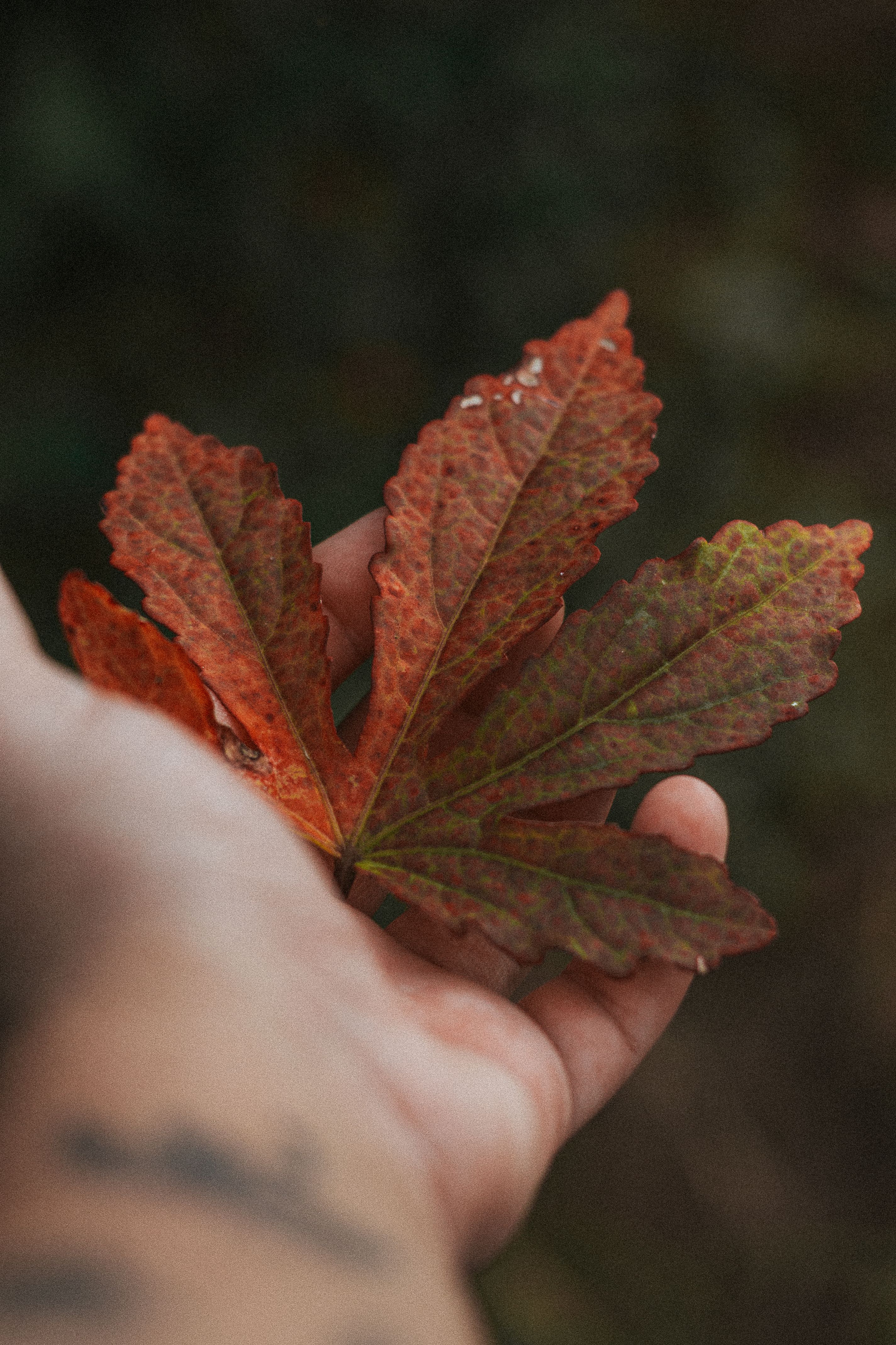Modify Photos, Download The BEST Free Modify Stock Photos & HD Images