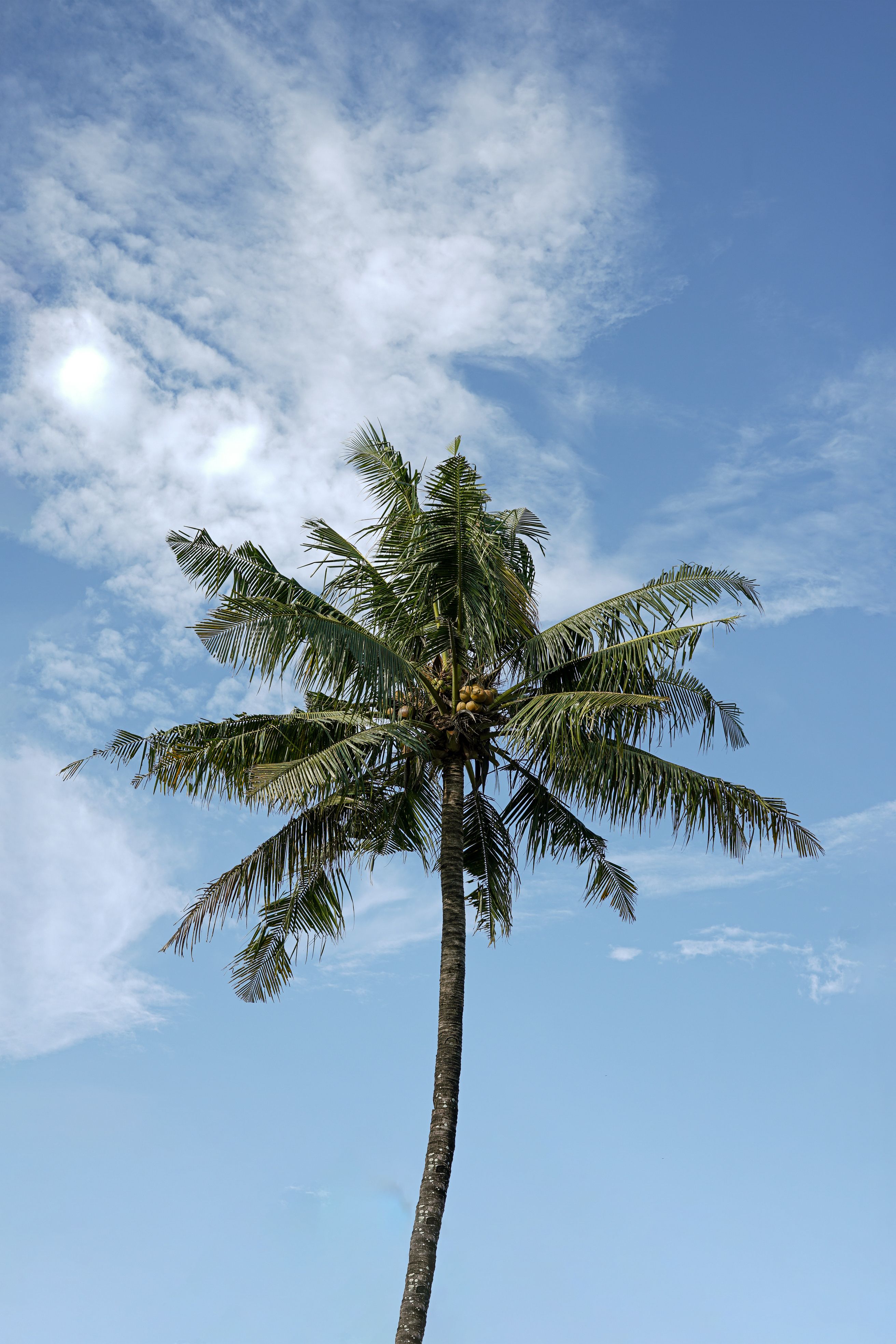 View of a Palm Tree · Free Stock Photo