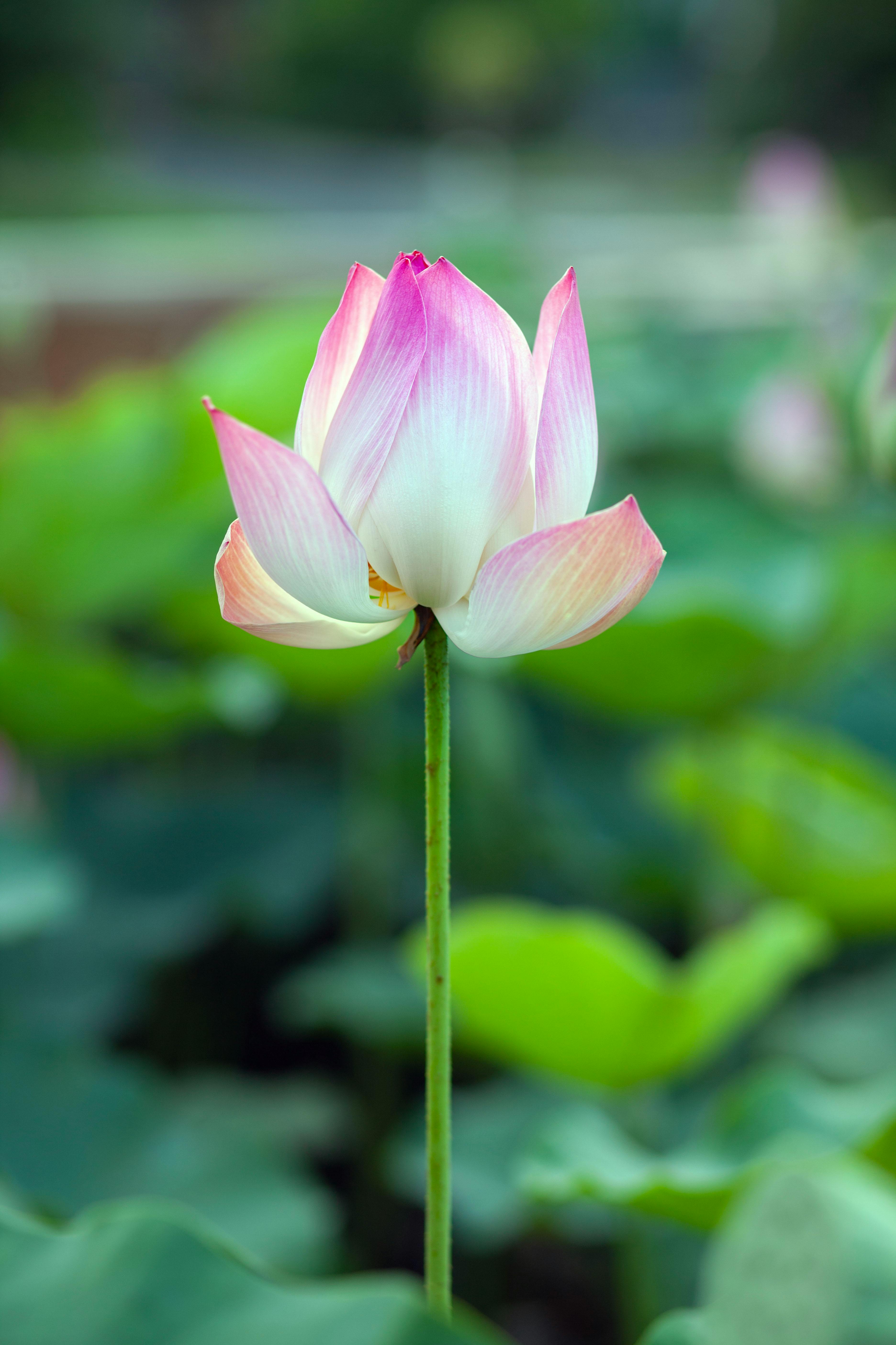 Close-up of a Light Pink Lotus · Free Stock Photo