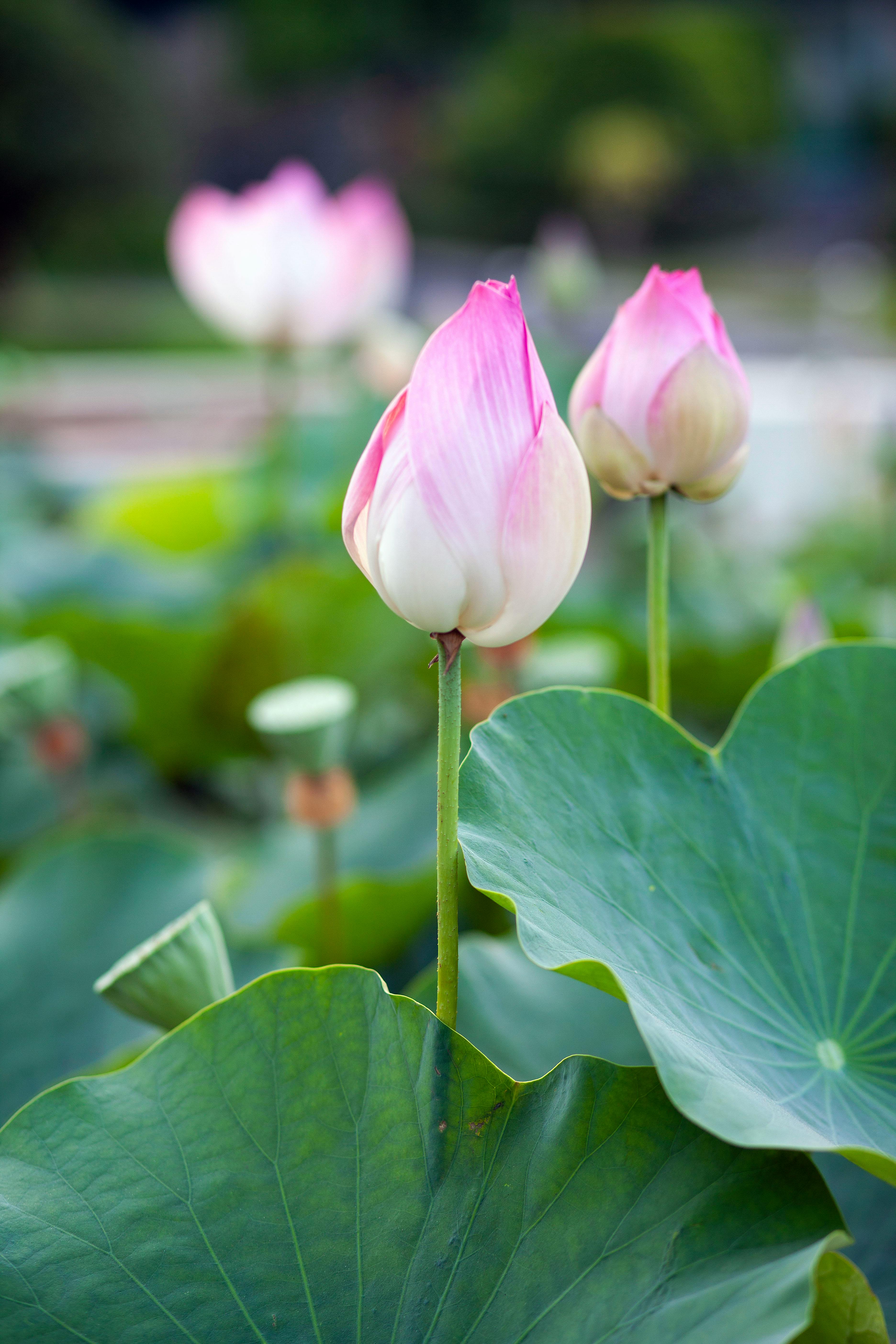 Two pink lotus flowers are growing in a garden · Free Stock Photo