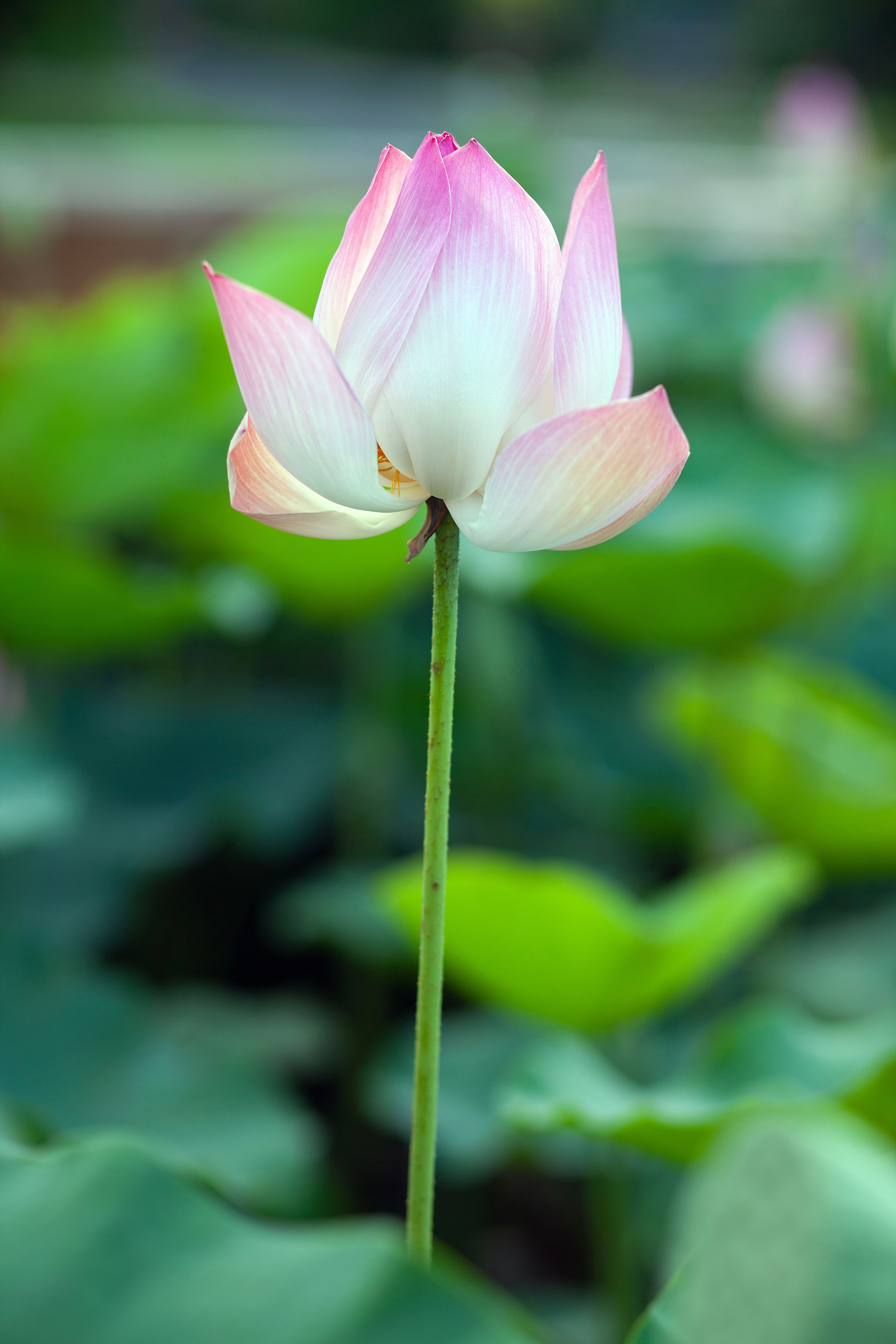 A single pink lotus flower in a green field · Free Stock Photo