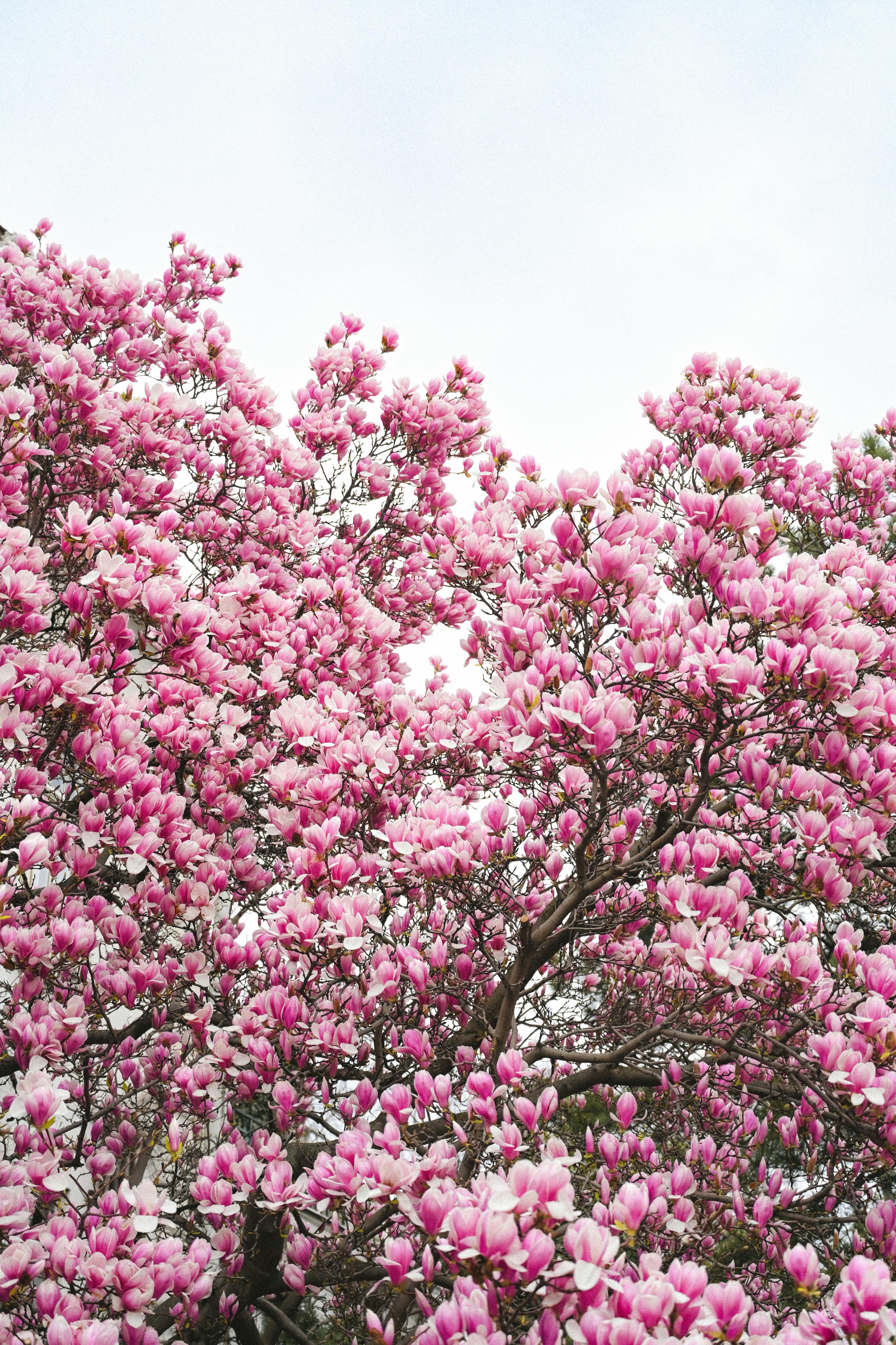 A tree with pink flowers in the middle of a field · Free Stock Photo