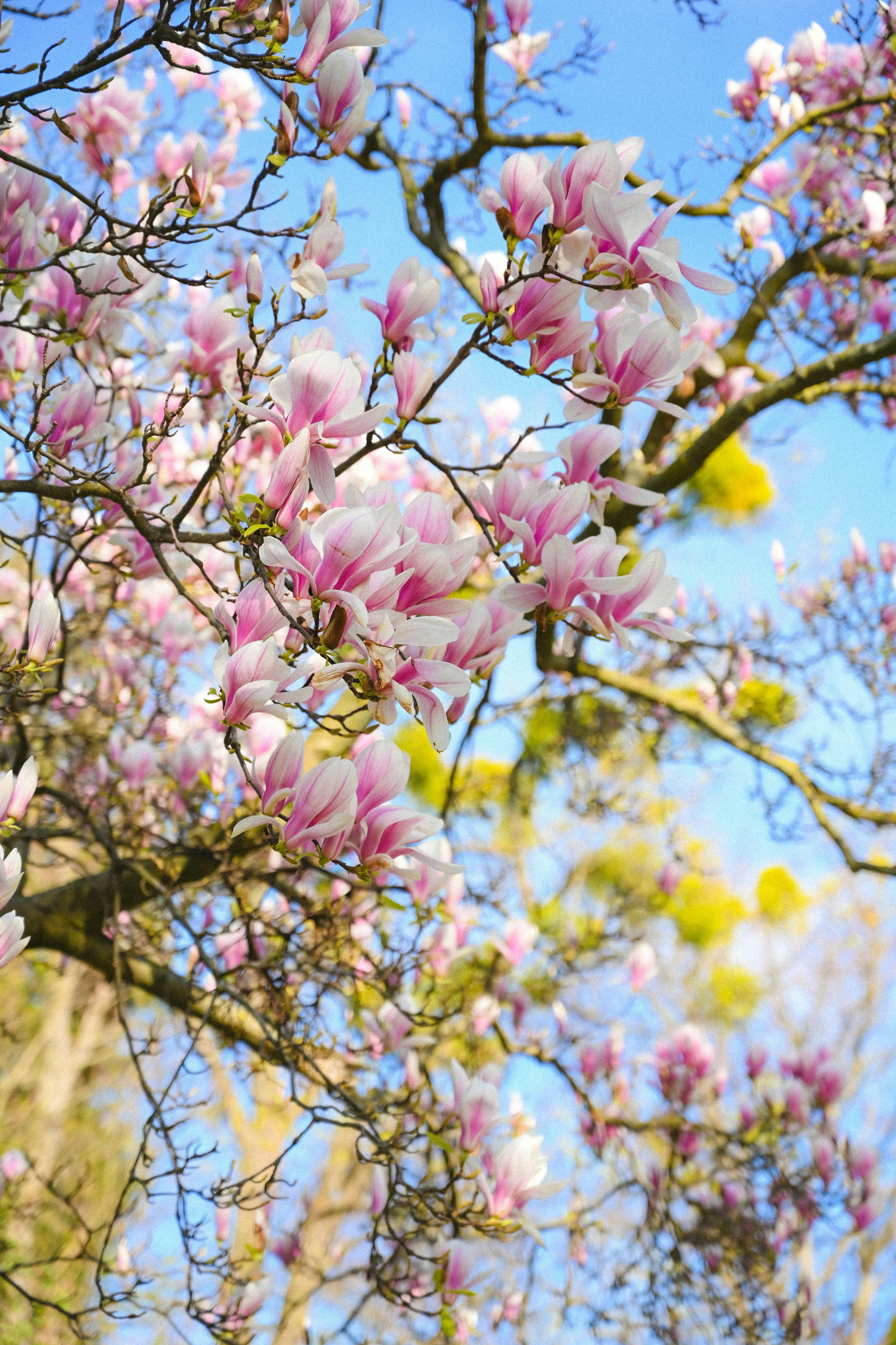 Flowering Trees Photos, Download The BEST Free Flowering Trees Stock ...