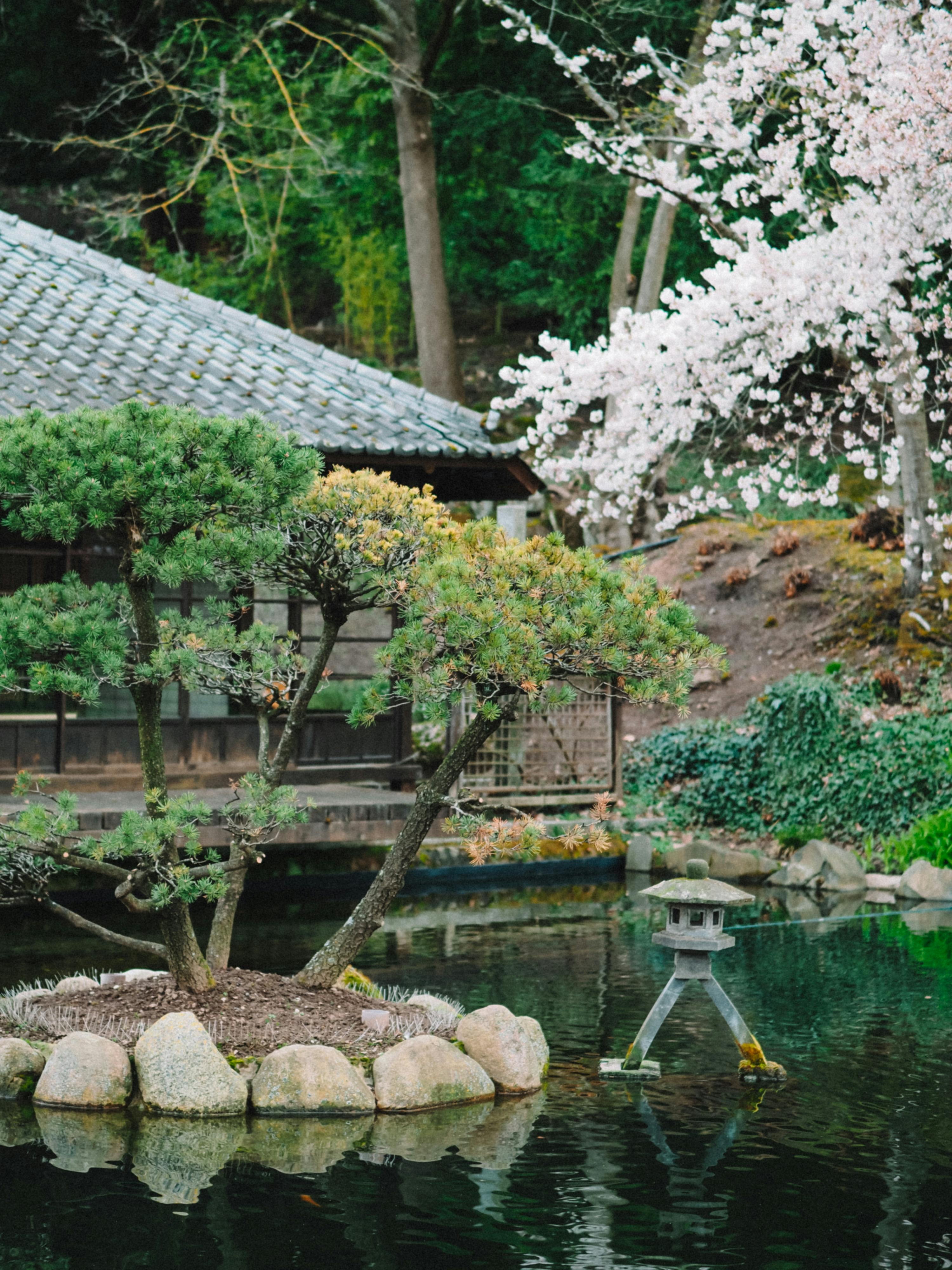 View of a Japanese Garden with Flowering Trees in Spring · Free Stock Photo