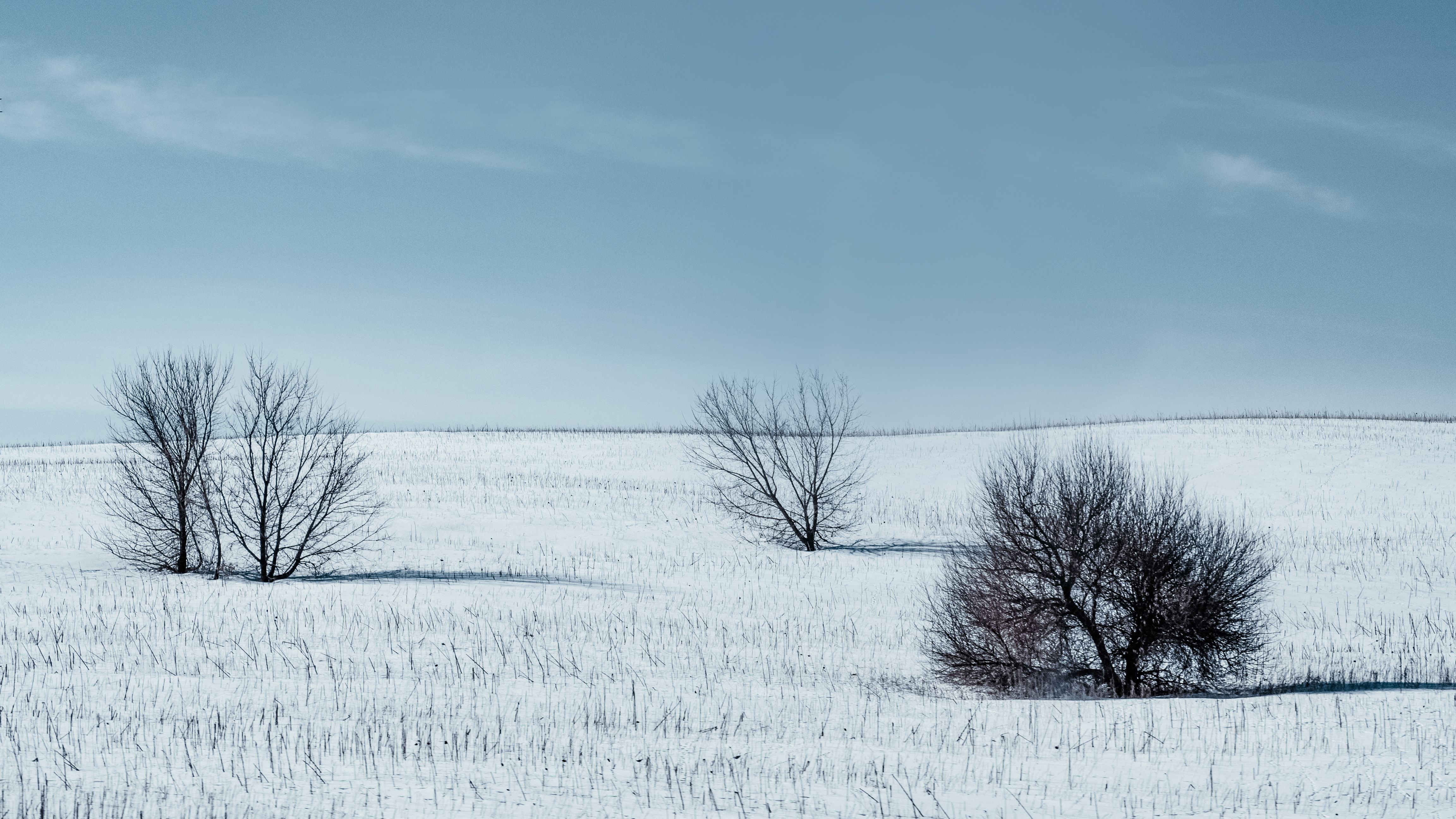 Leafless trees growing on snowy terrain in winter · Free Stock Photo