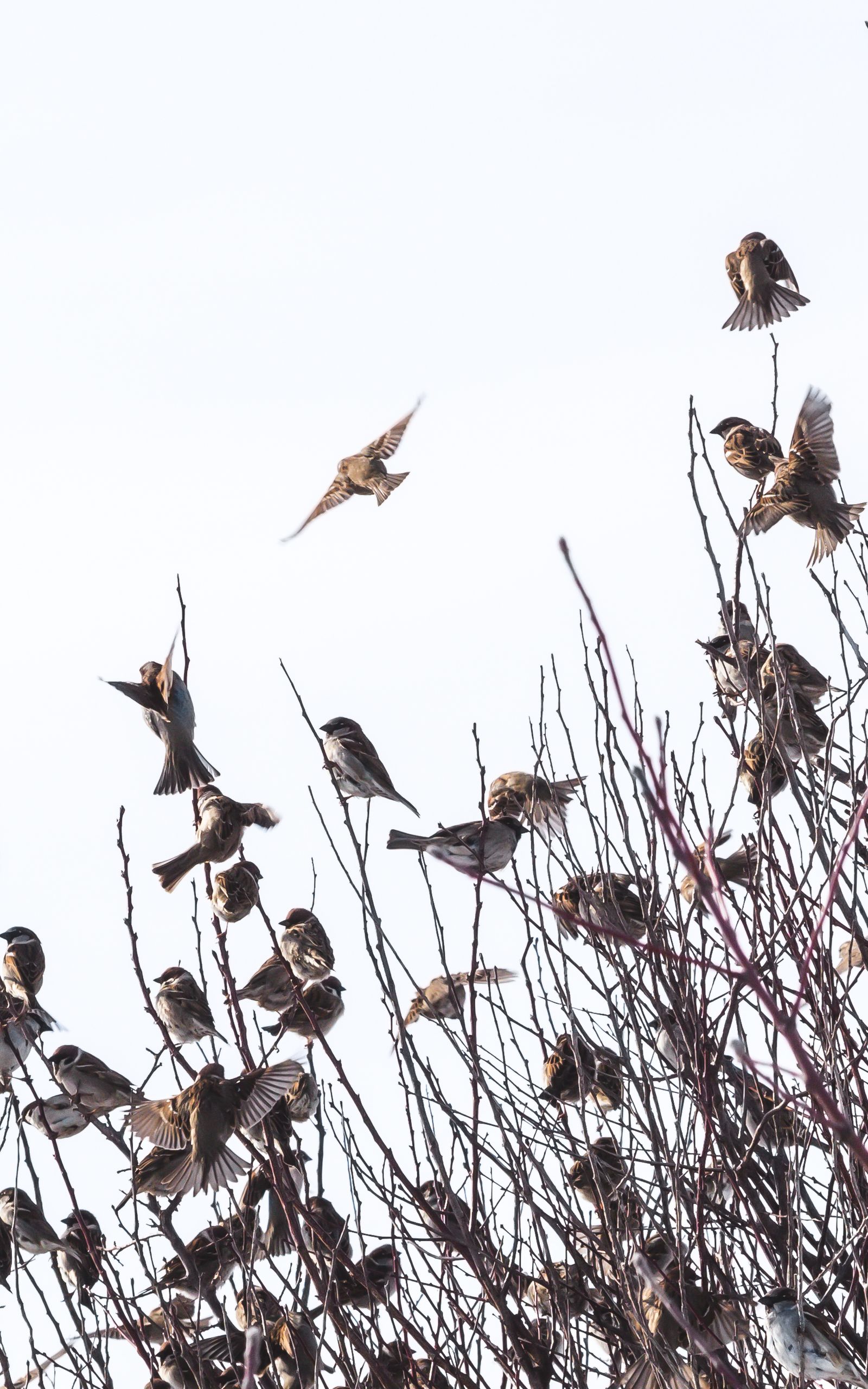 Sparrows Photos, Download The BEST Free Sparrows Stock Photos & HD Images
