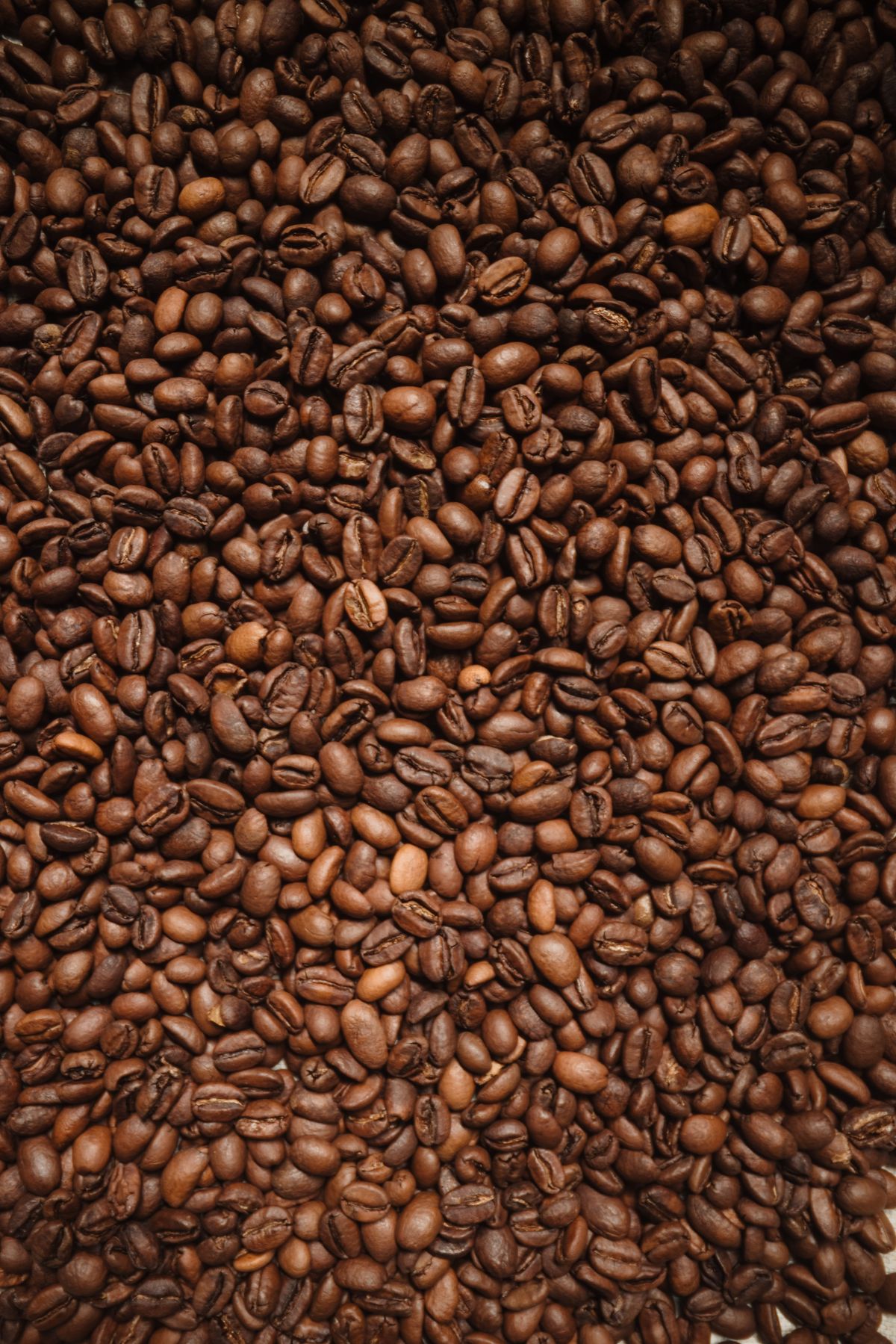 Coffee Seeds Photos, Download The BEST Free Coffee Seeds Stock Photos ...