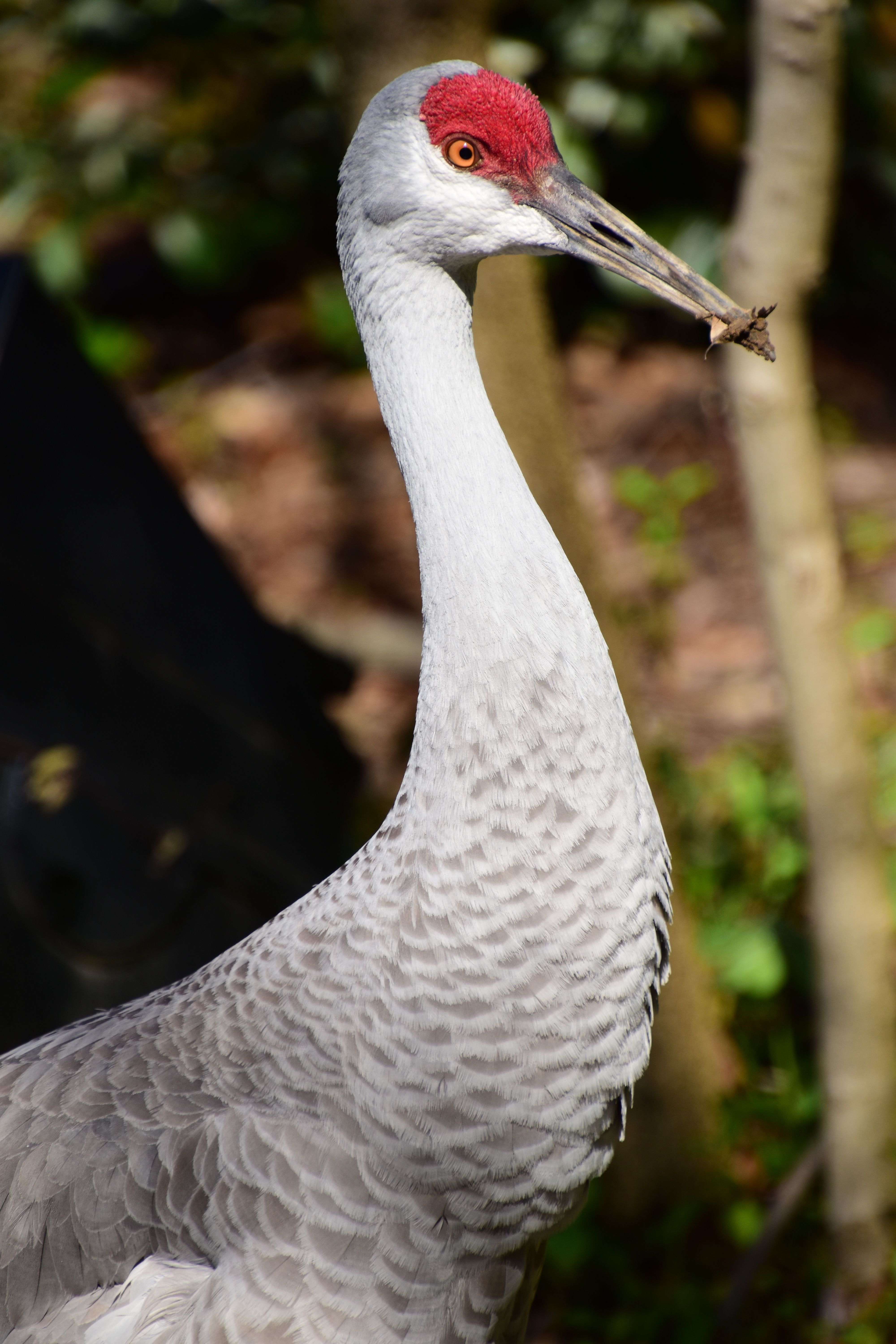 Portrait of a Florida Sandhill Crane · Free Stock Photo