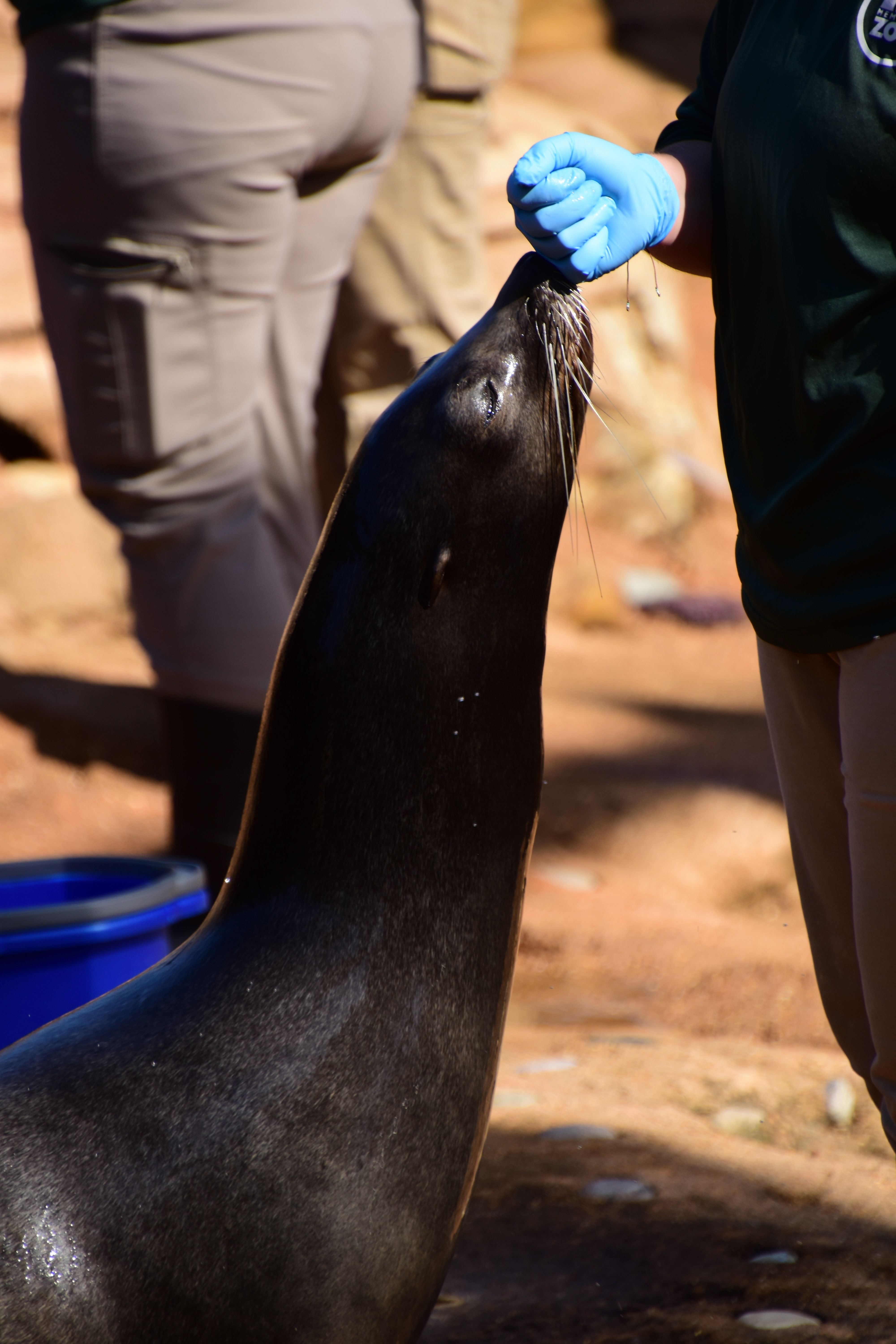 Seal Sniffing the Glove of a Zoo Caretaker · Free Stock Photo