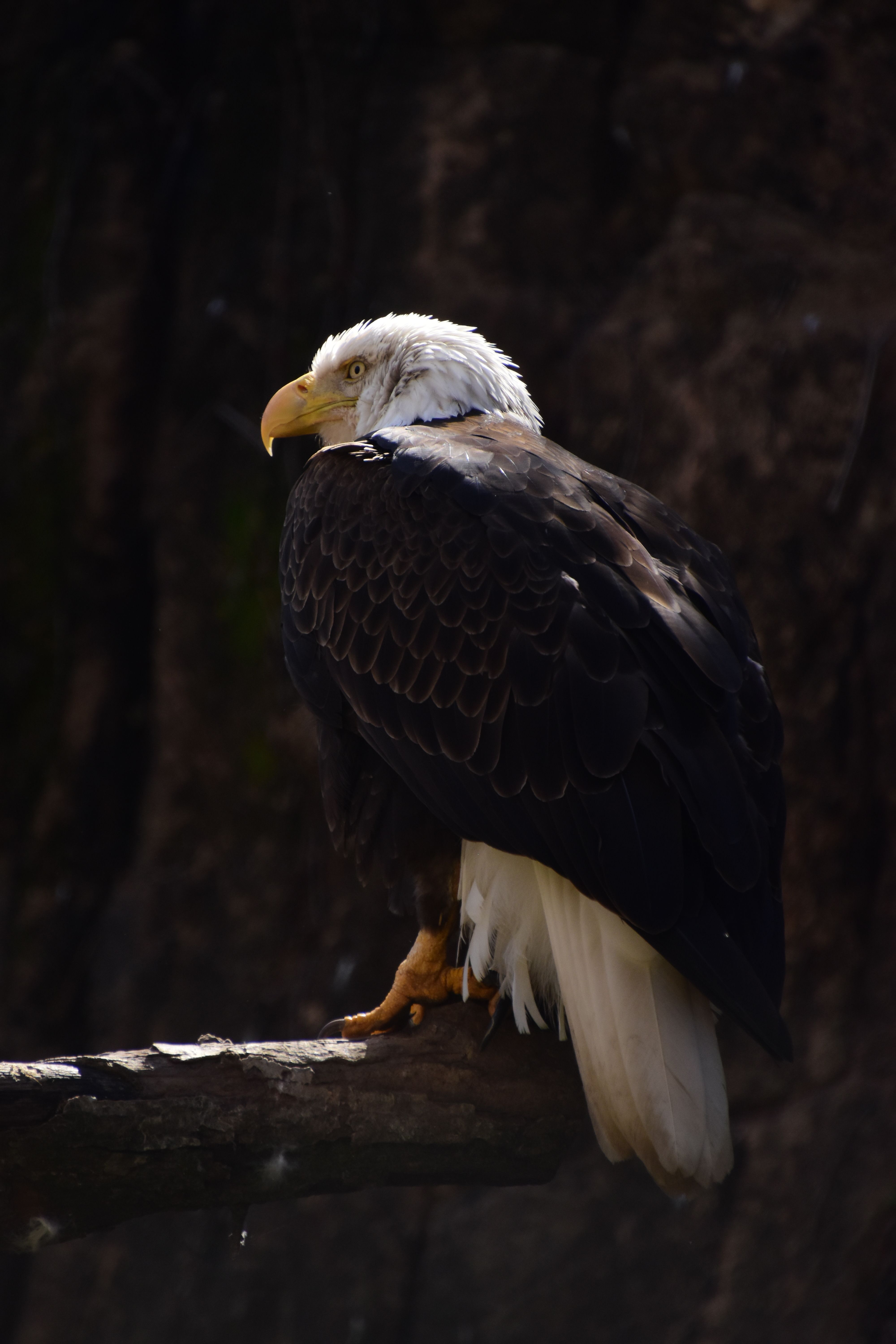 Back of a Bald Eagle Perching on a Branch · Free Stock Photo