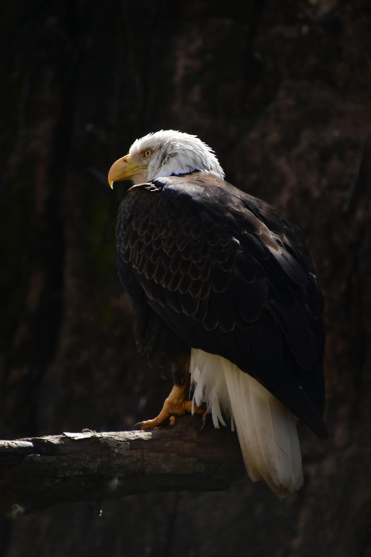 Soar Like An Eagle Vertical Images Photos, Download The BEST Free Soar ...