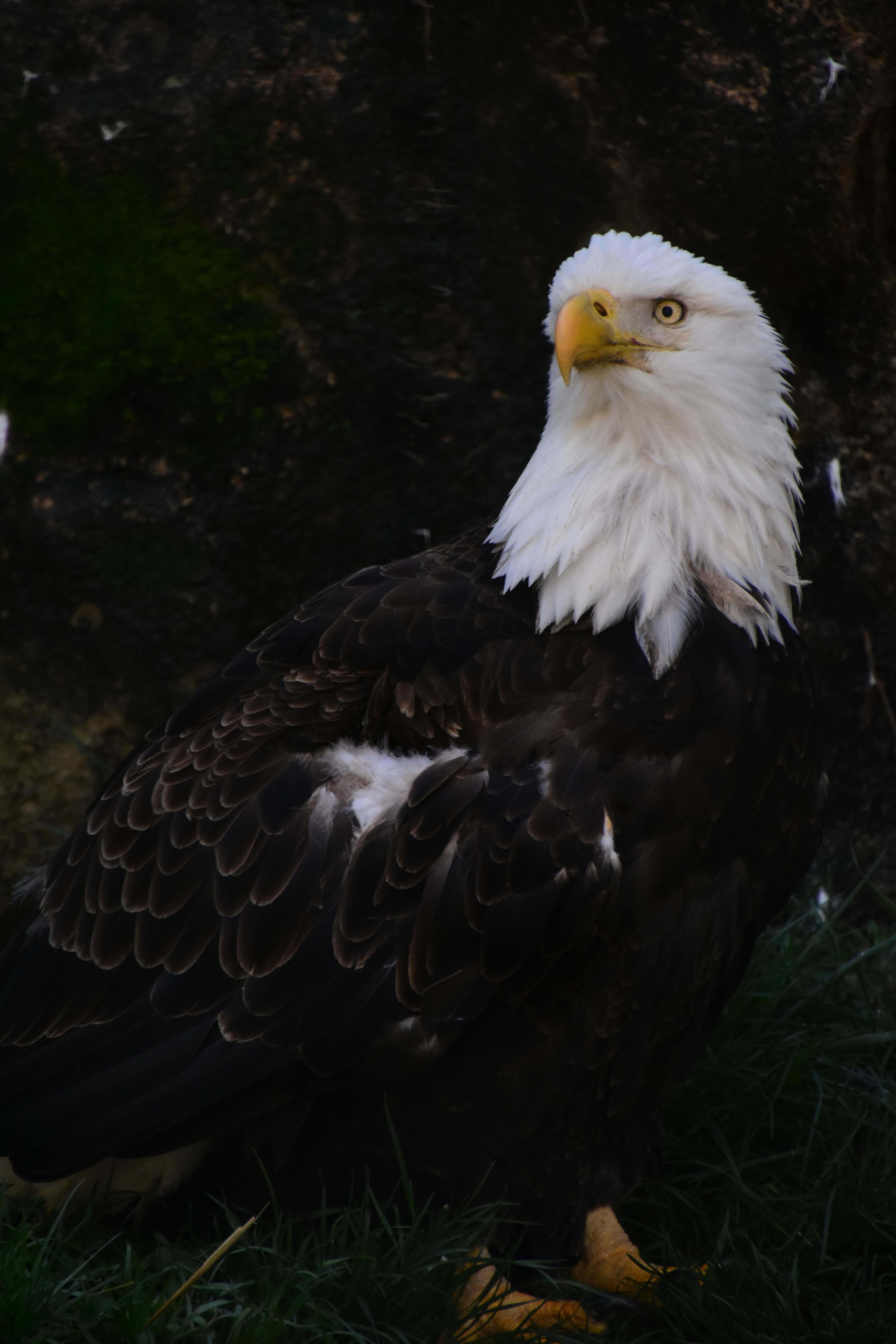 Eagle · Free Stock Photo