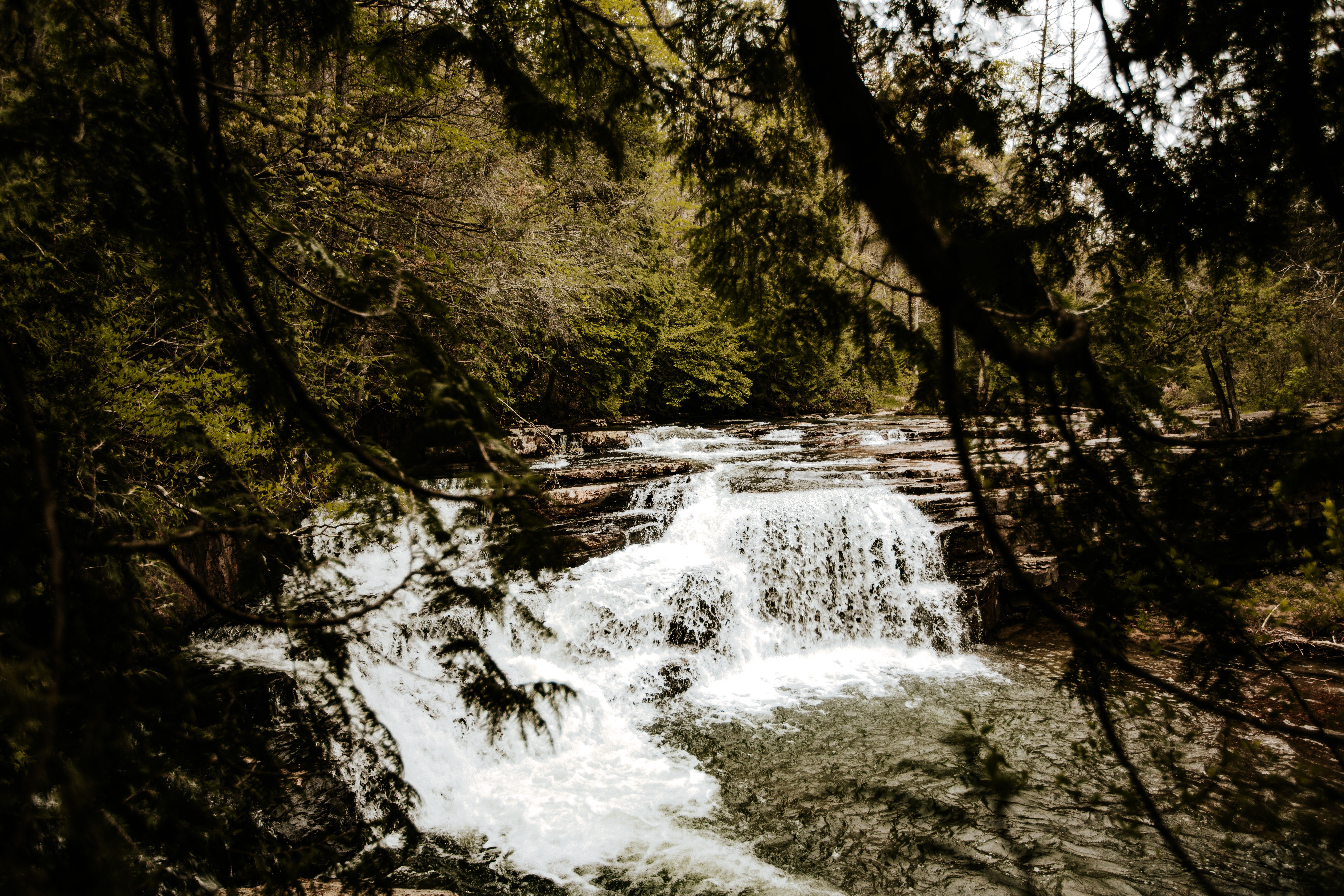 Clear Forest River · Free Stock Photo