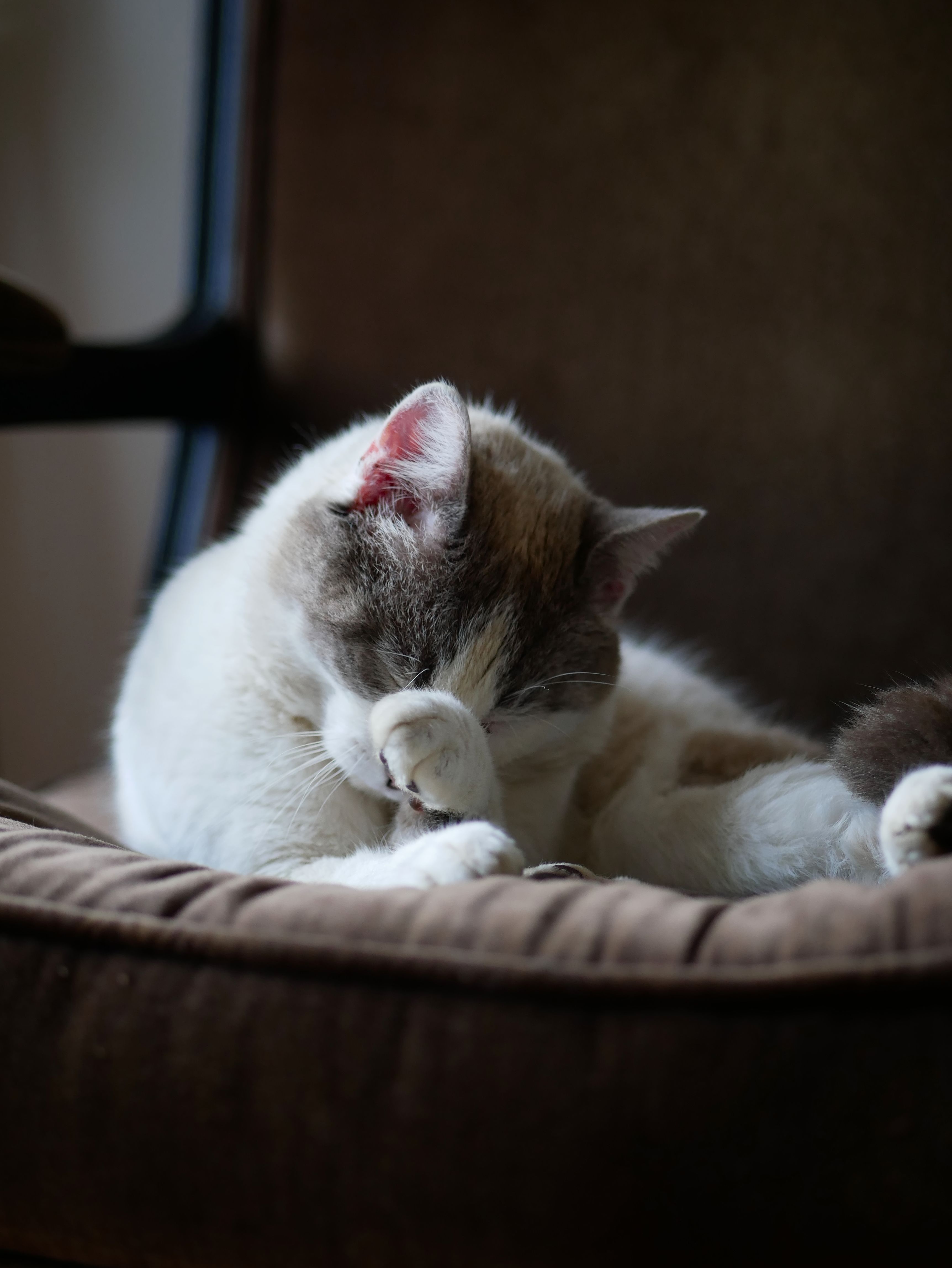 Adorable Fluffy Cat · Free Stock Photo