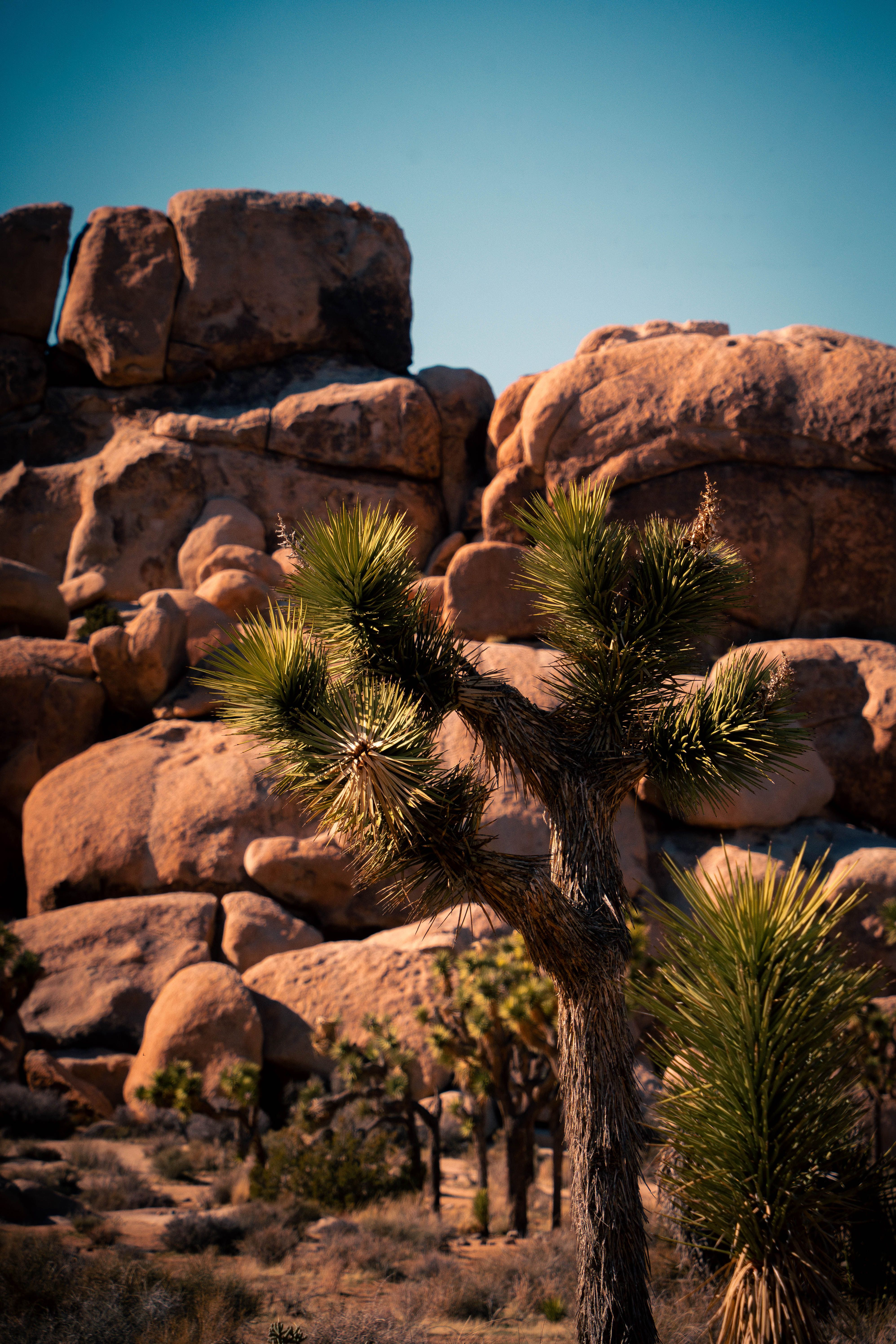 Cactus and Rocks in Joshua Tree National Park in USA · Free Stock Photo