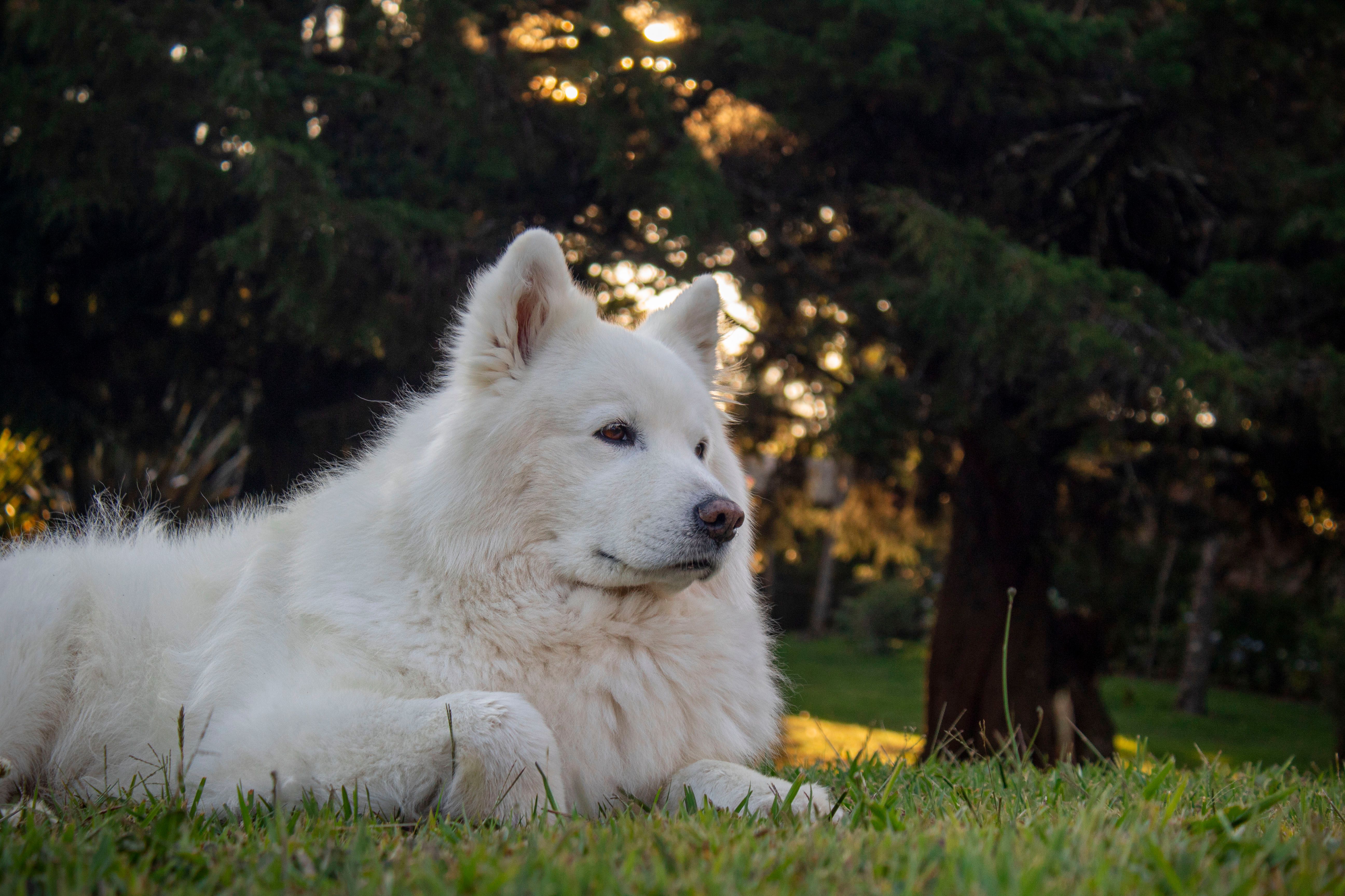 Samoyed Dog Lying Down on Grass · Free Stock Photo