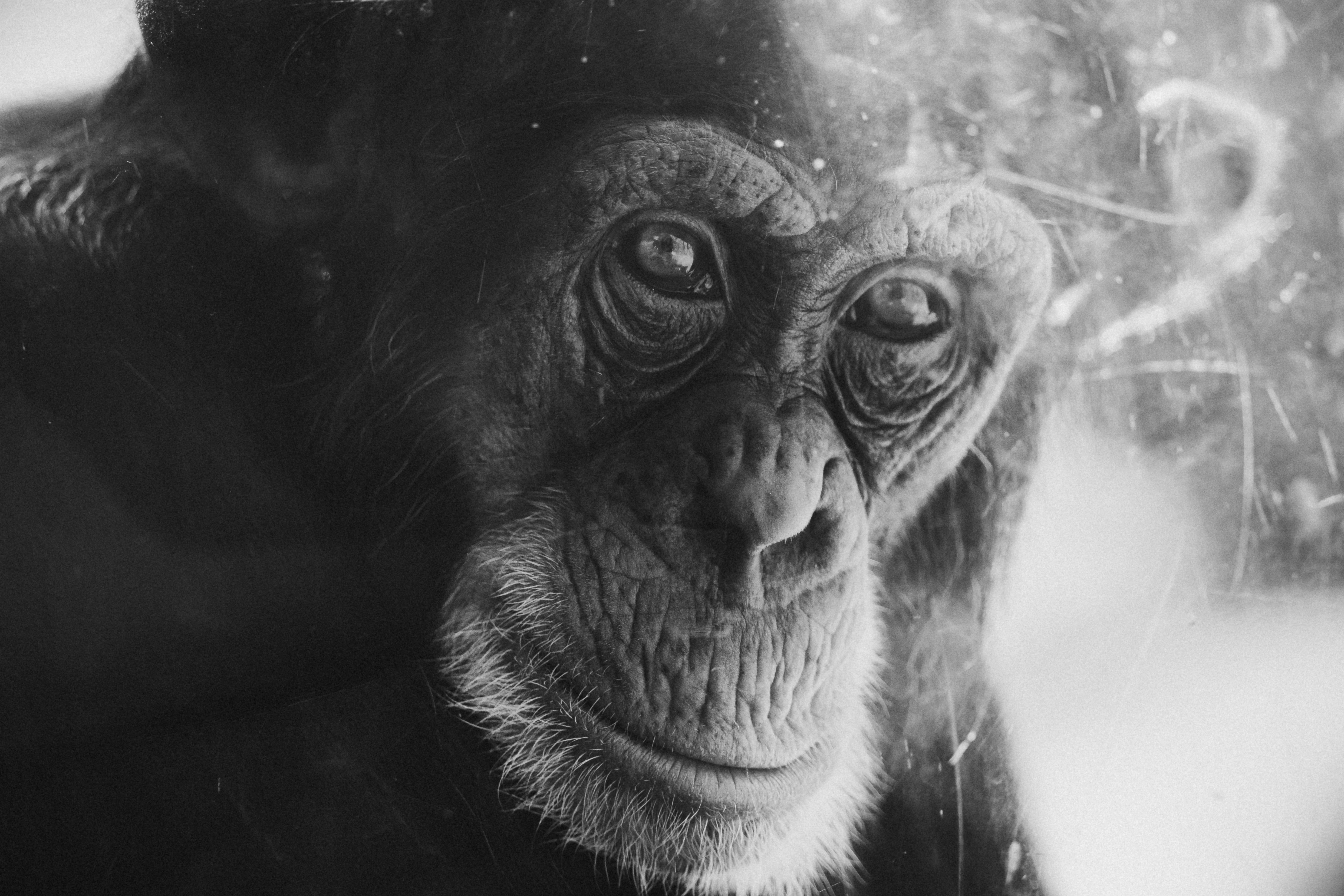 Wild Intelligence Photos, Download The BEST Free Wild Intelligence ...