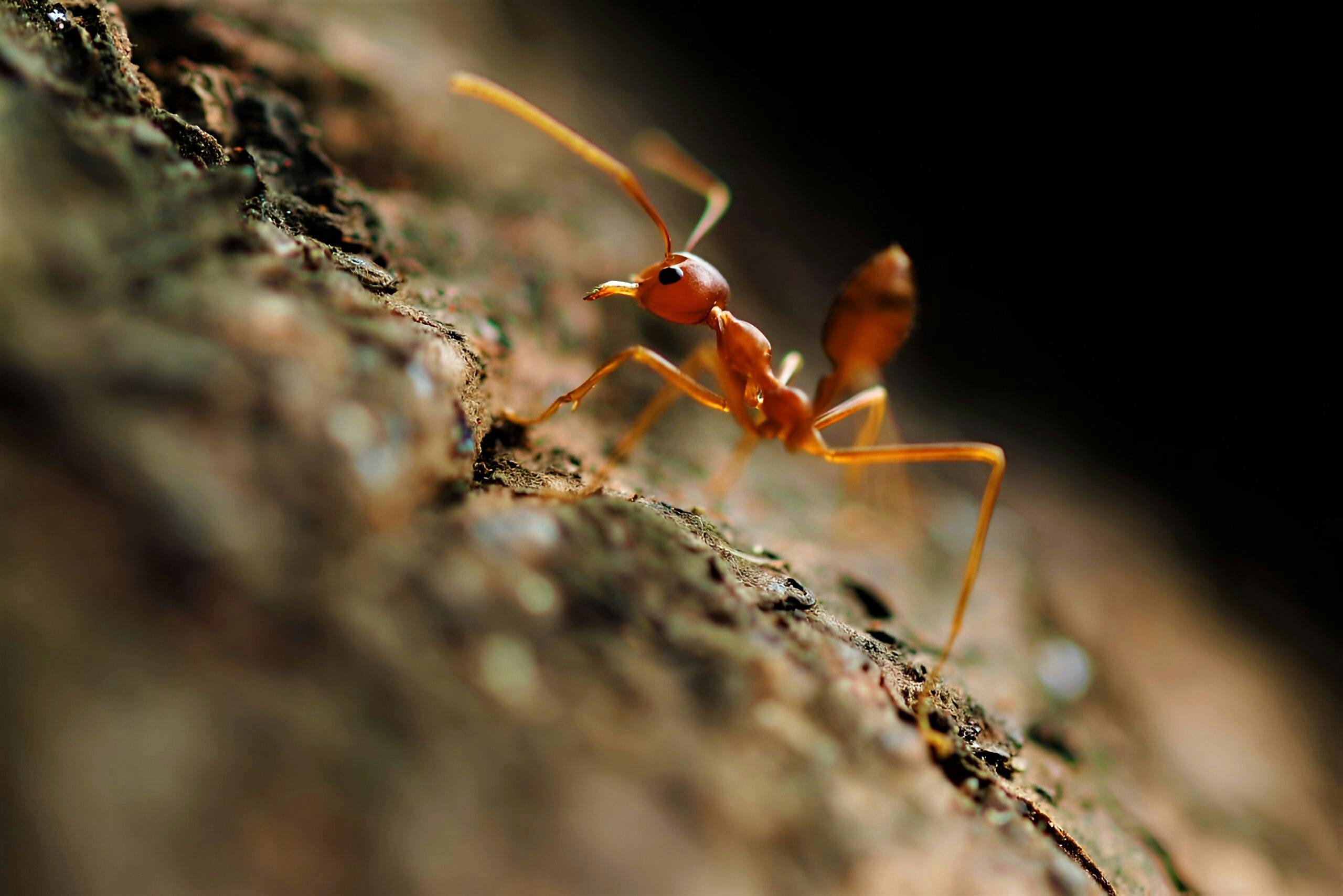 Ant Perseverance Photos, Download The BEST Free Ant Perseverance Stock ...
