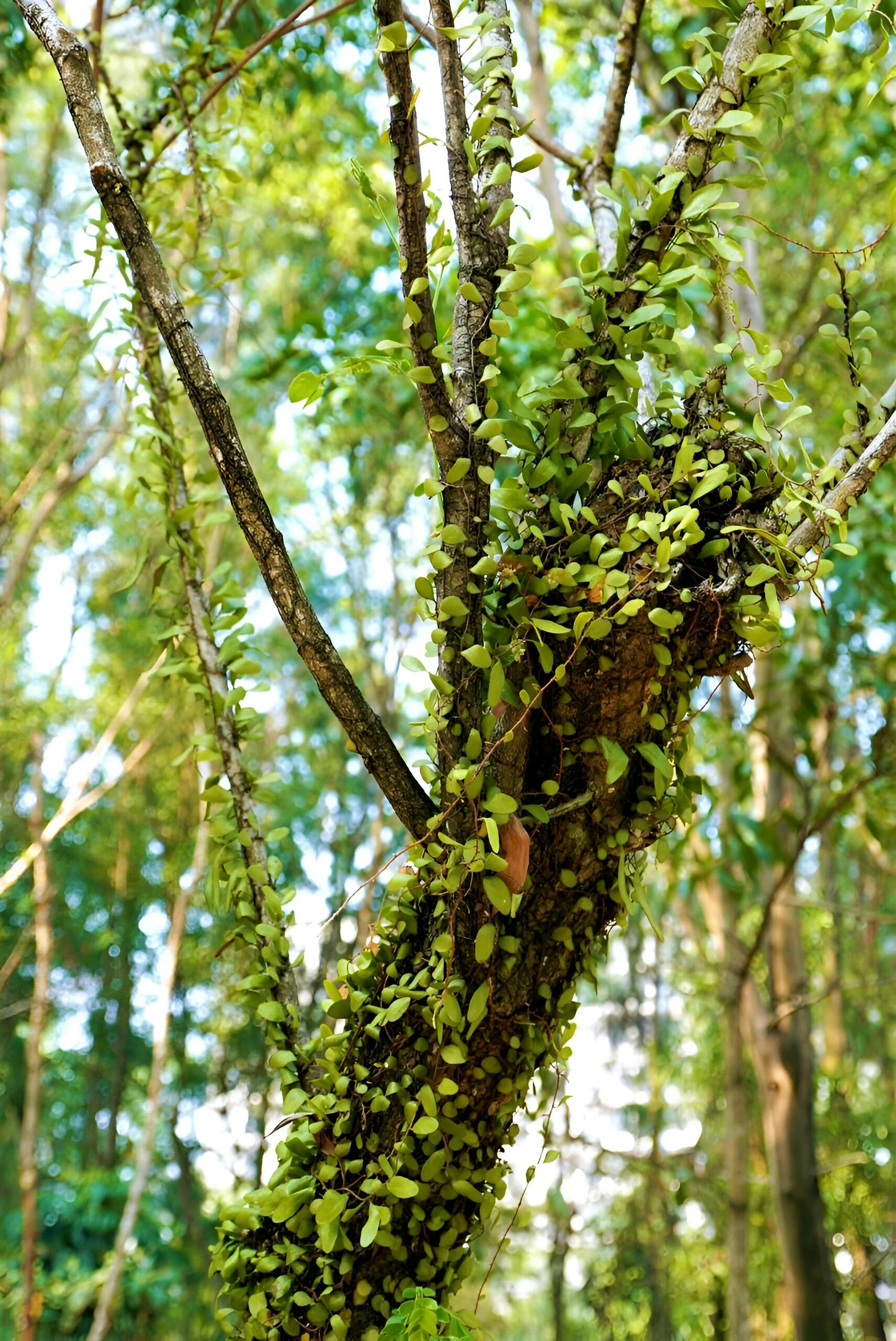 Withered Tree Branch Entwined with Vines · Free Stock Photo