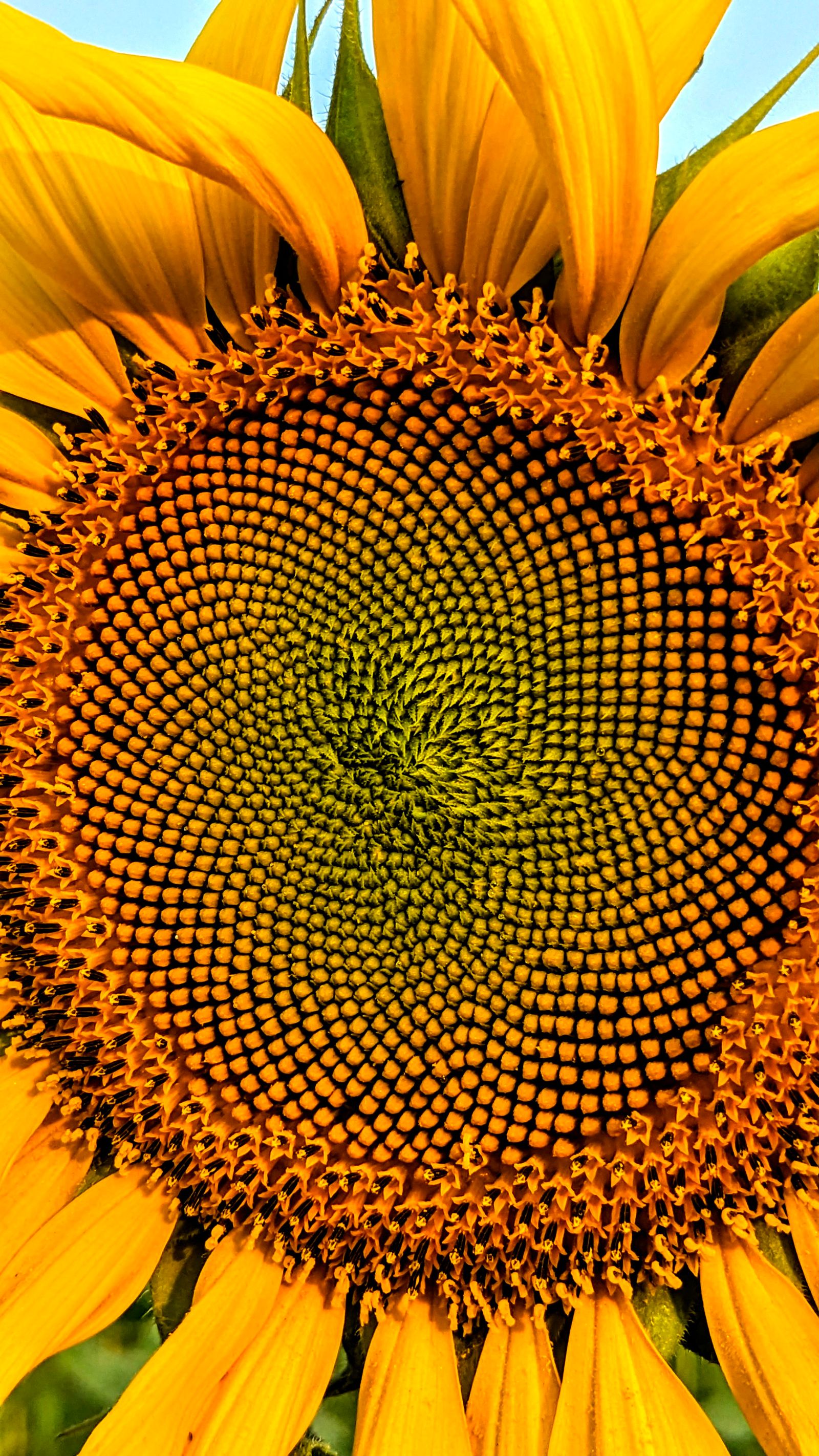 Sunflower Seeds Photos, Download The BEST Free Sunflower Seeds Stock ...