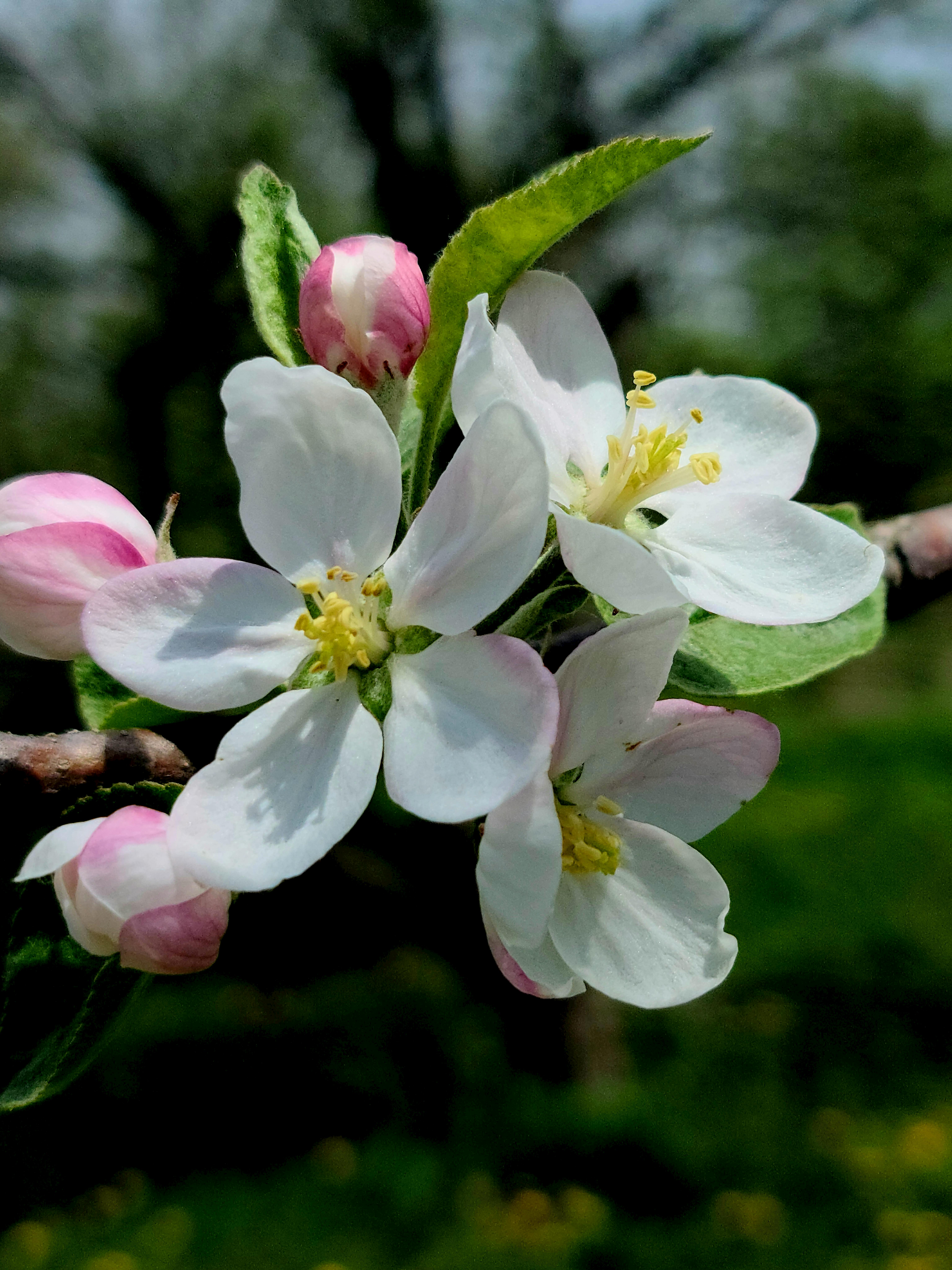Bud Jenkins - 写真