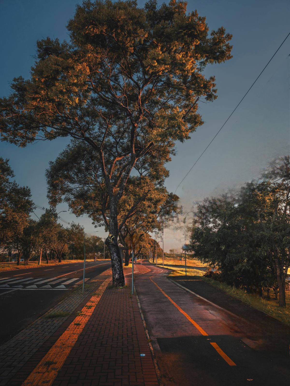 French Road Trees Photos, Download The BEST Free French Road Trees ...