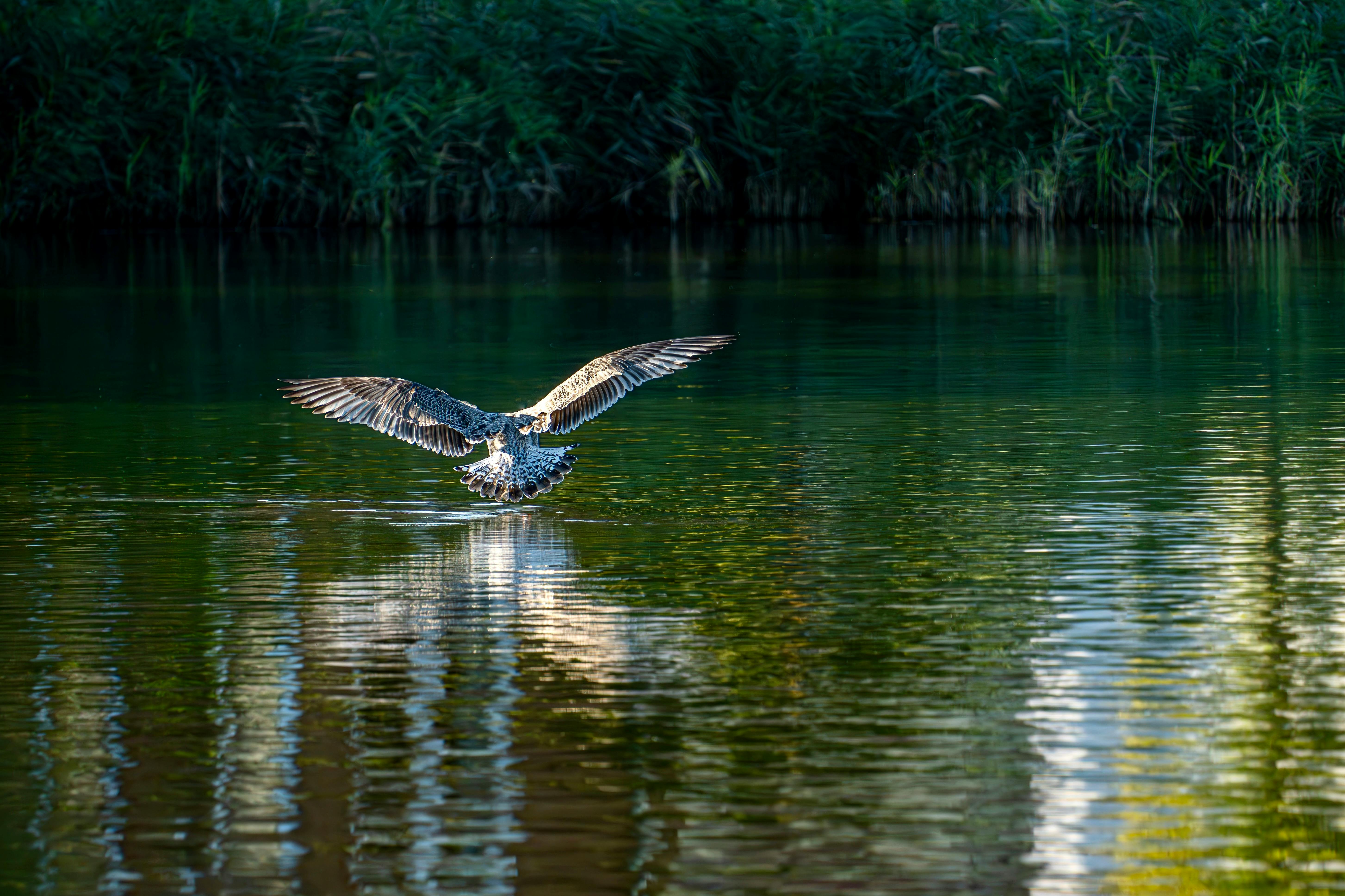 Swamp Water Fish Photos, Download The BEST Free Swamp Water Fish Stock ...