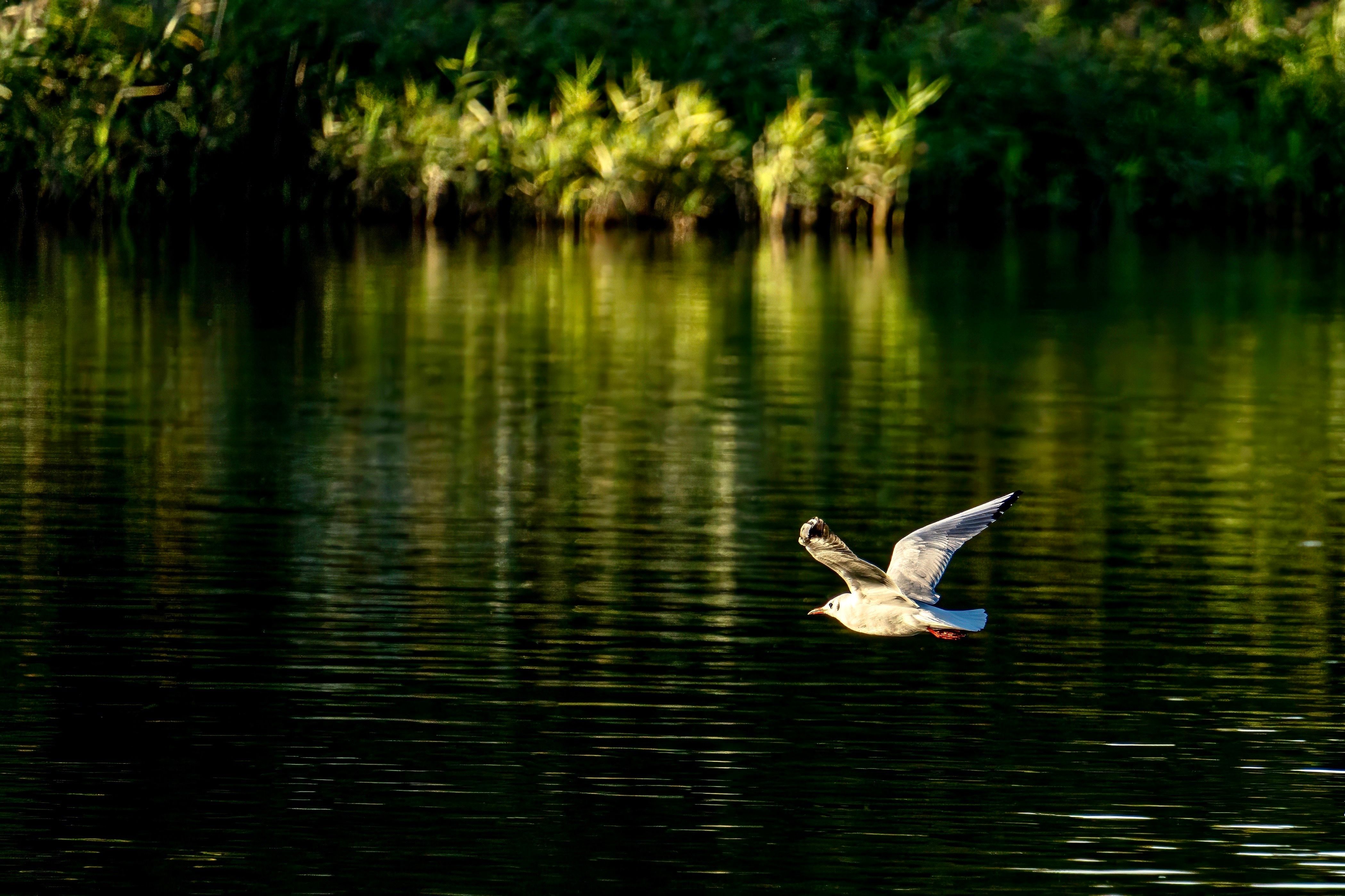 Seagull Flying Low Over the River · Free Stock Photo