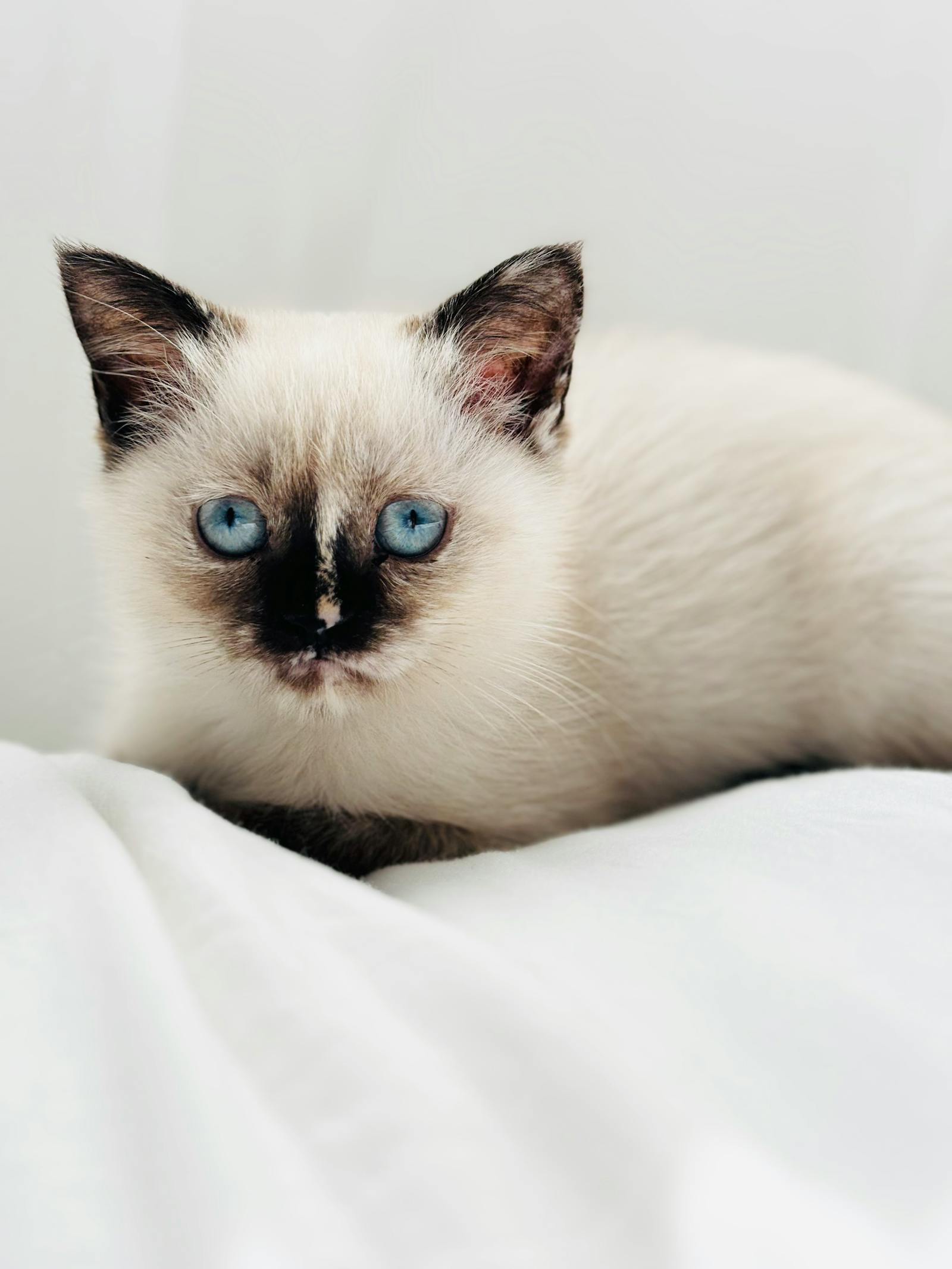 Blue Eys Cat Photos, Download The BEST Free Blue Eys Cat Stock Photos ...