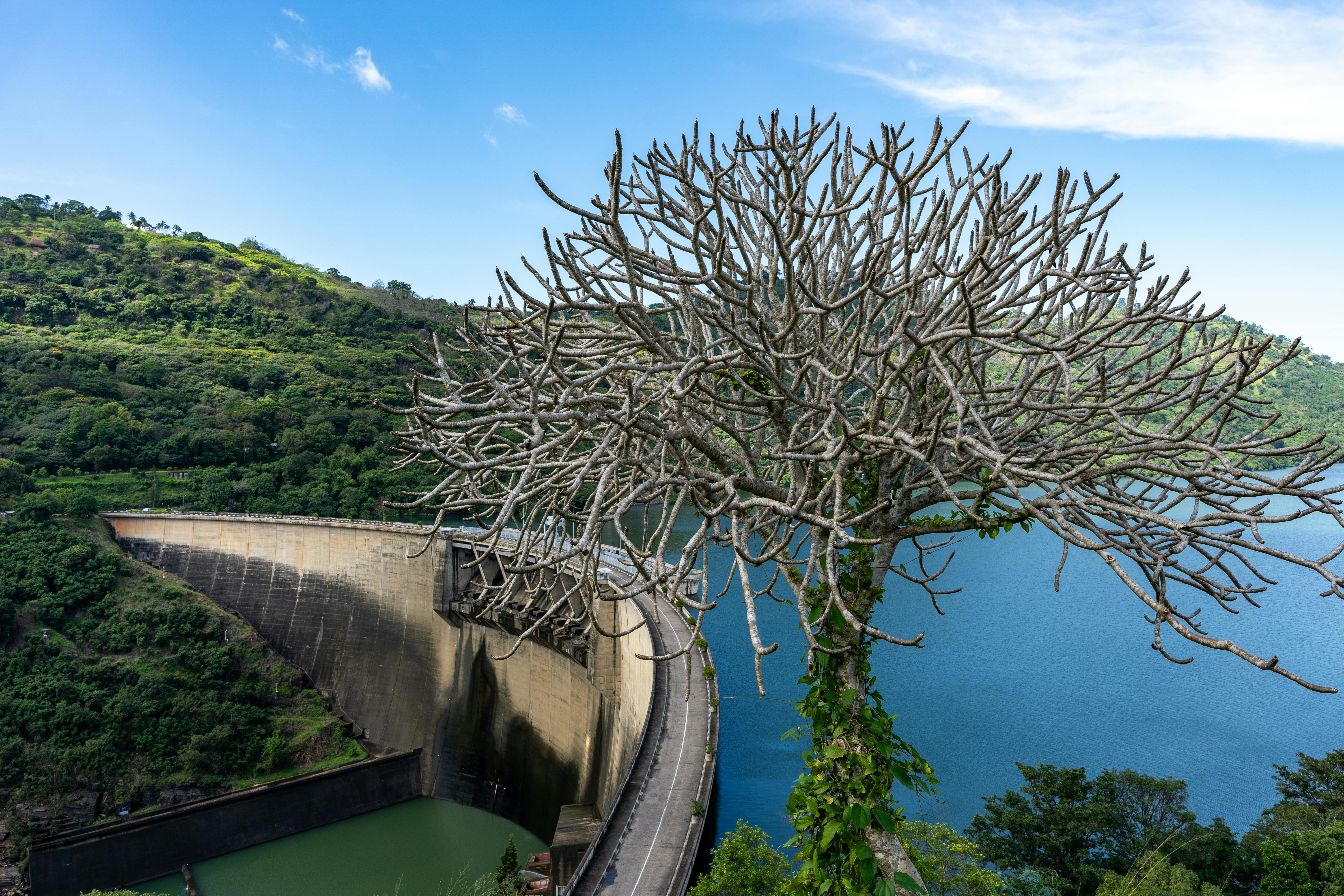 Bare Tree, and a Reservoir with a Dam · Free Stock Photo