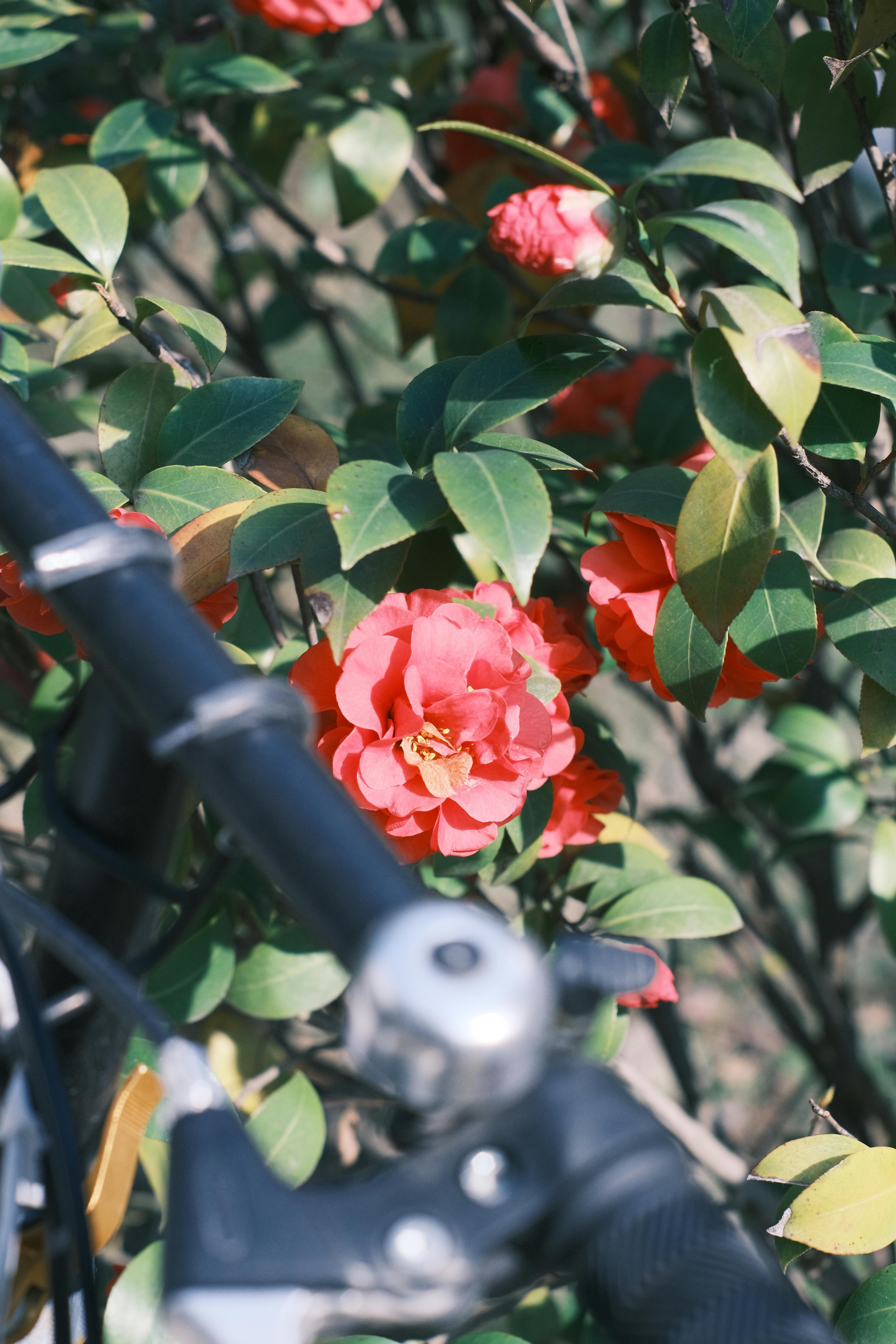 Rose Farm Photos, Download The BEST Free Rose Farm Stock Photos & HD Images