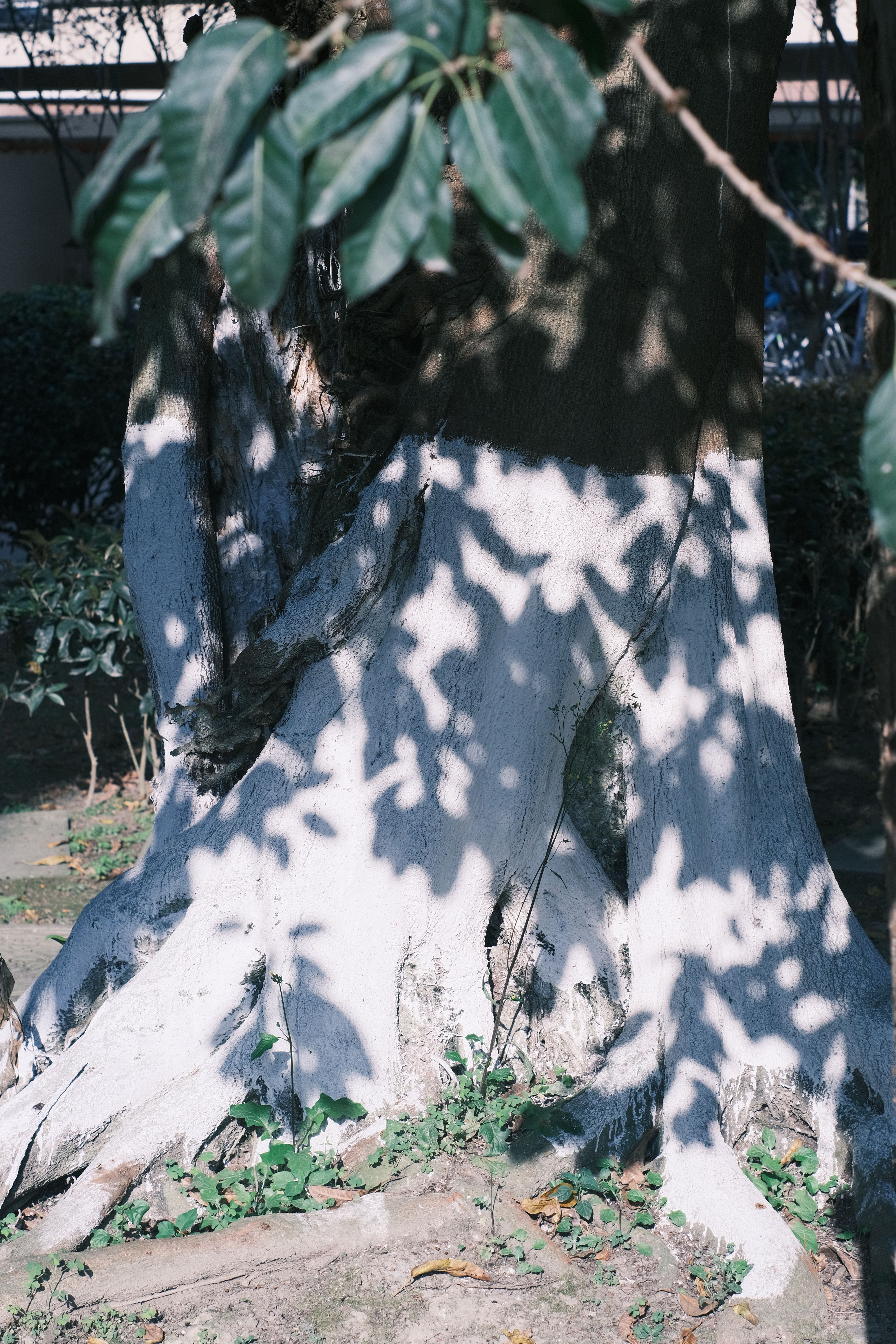 Old Tree Trunk with Shadow of the Leaves · Free Stock Photo
