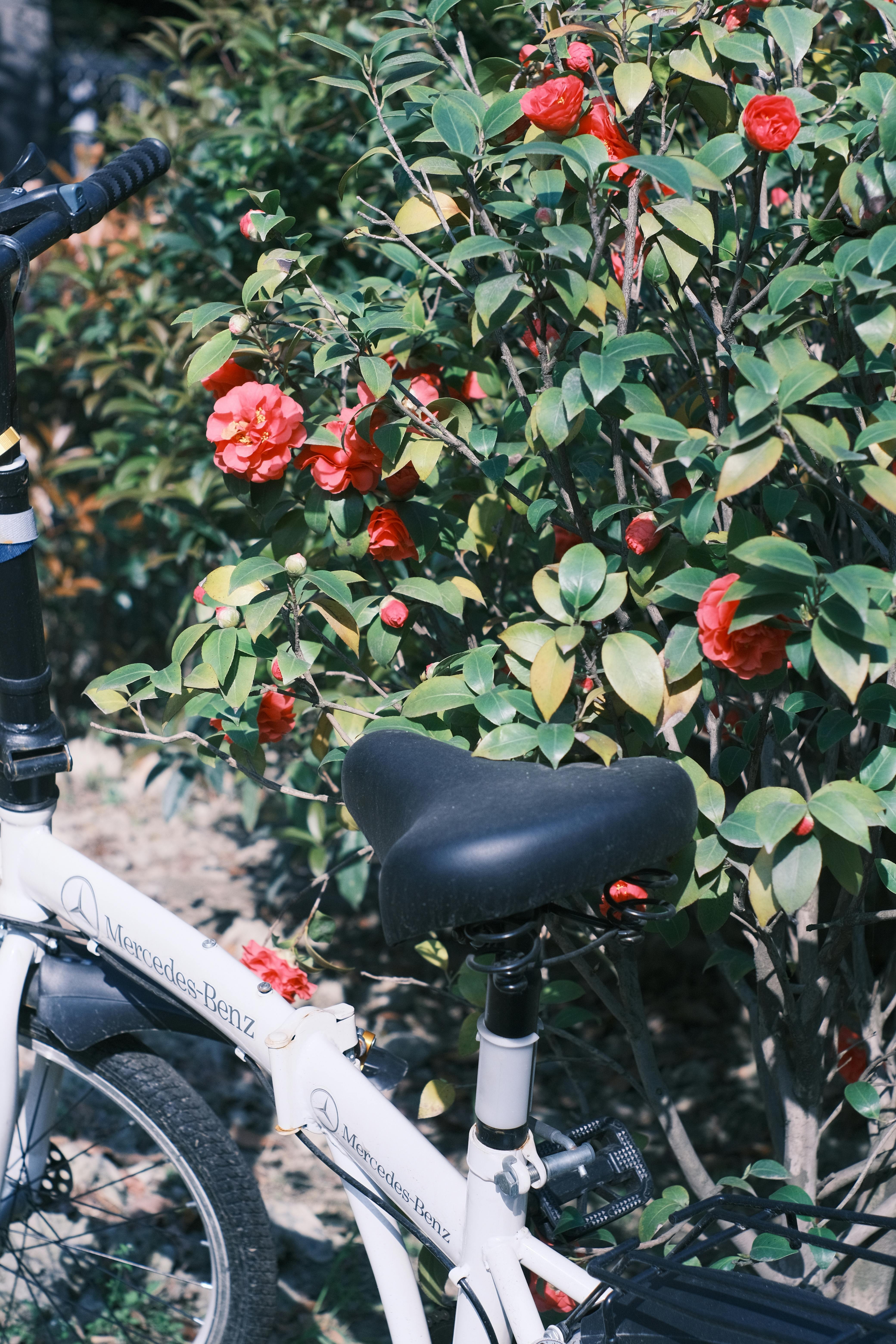 Seat Lari Photos, Download The BEST Free Seat Lari Stock Photos & HD Images