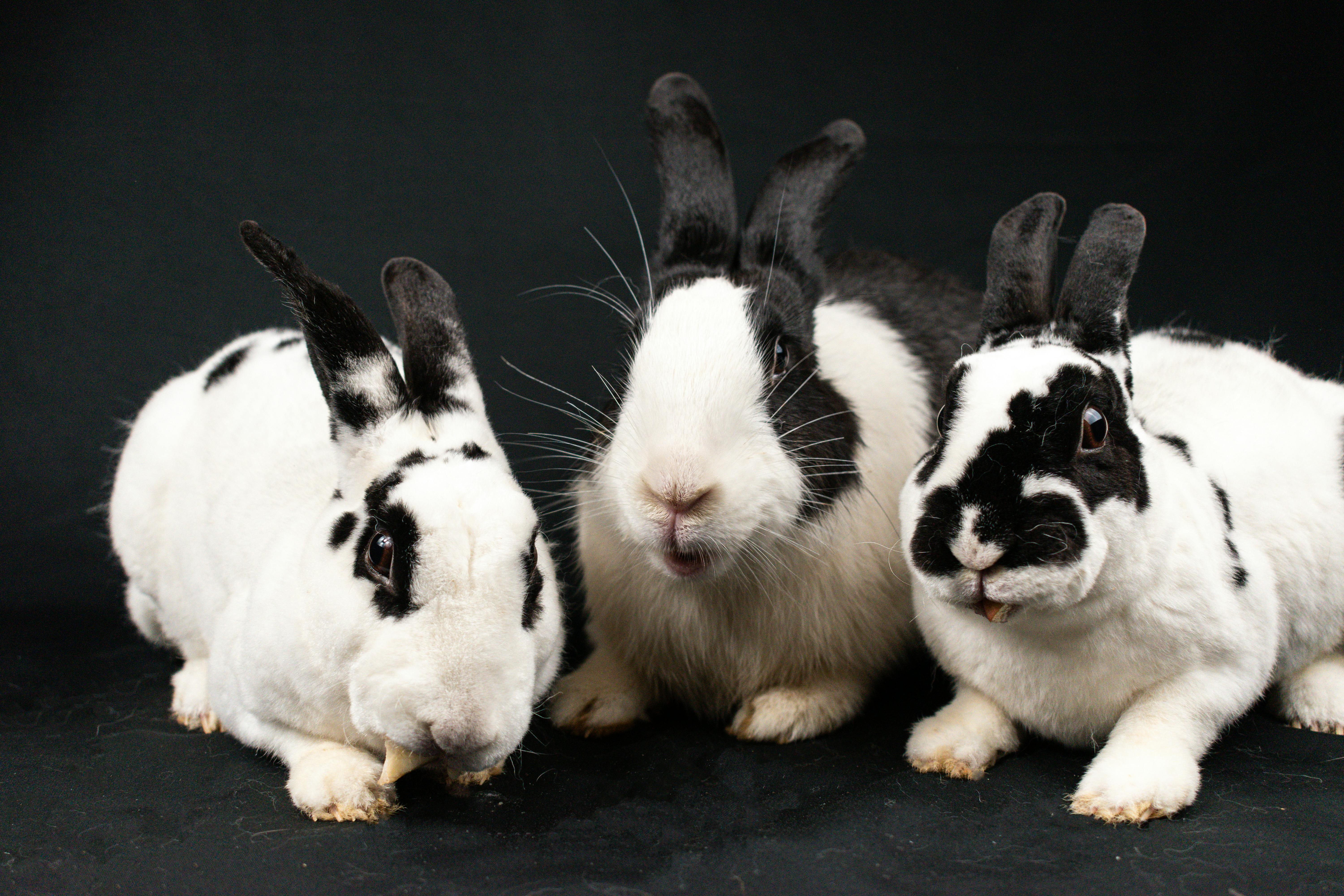 Studio Shoot of Three White and Black Rabbits · Free Stock Photo