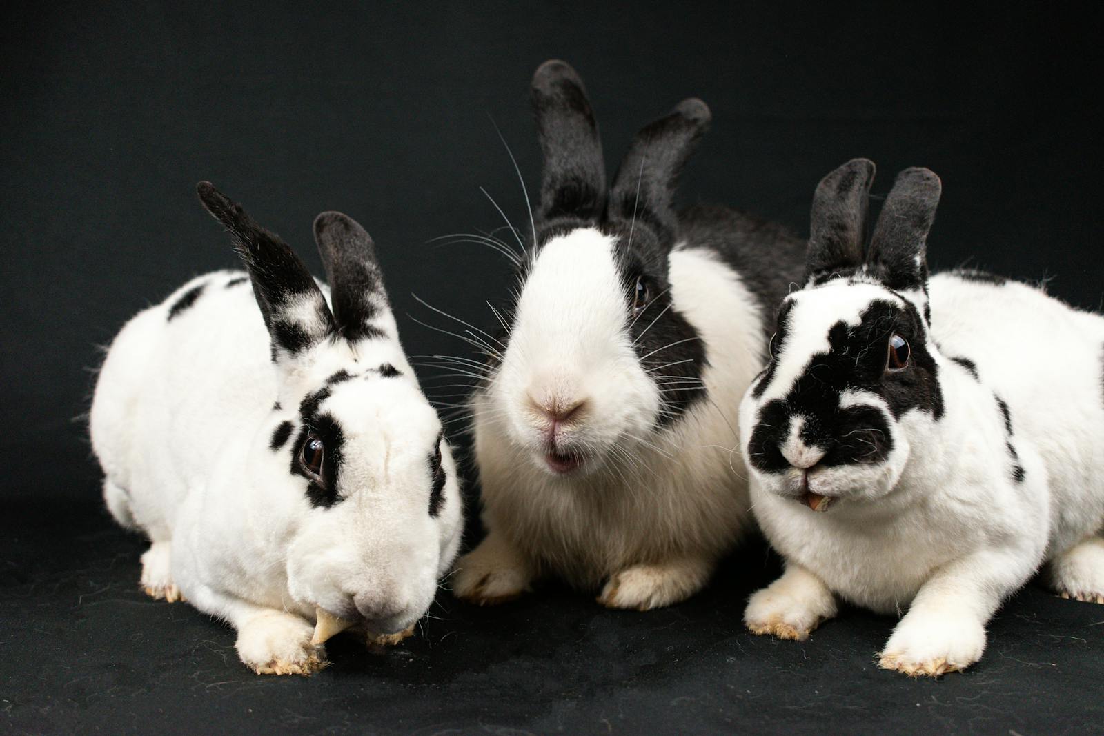 Rabbits Pets Photos, Download The BEST Free Rabbits Pets Stock Photos ...