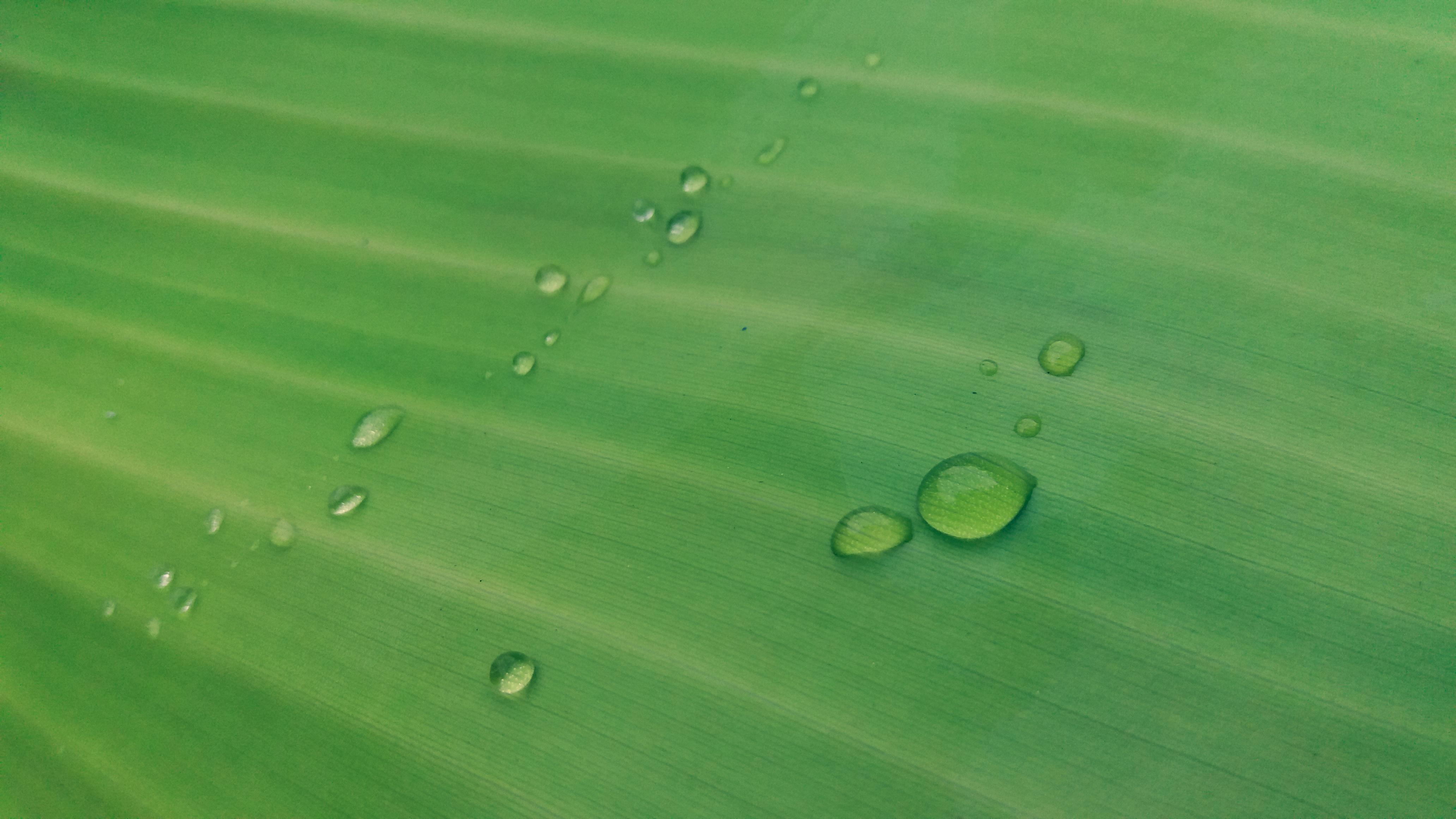 Leaves 15 Photos & Videos Collected by Ramesh Ravi